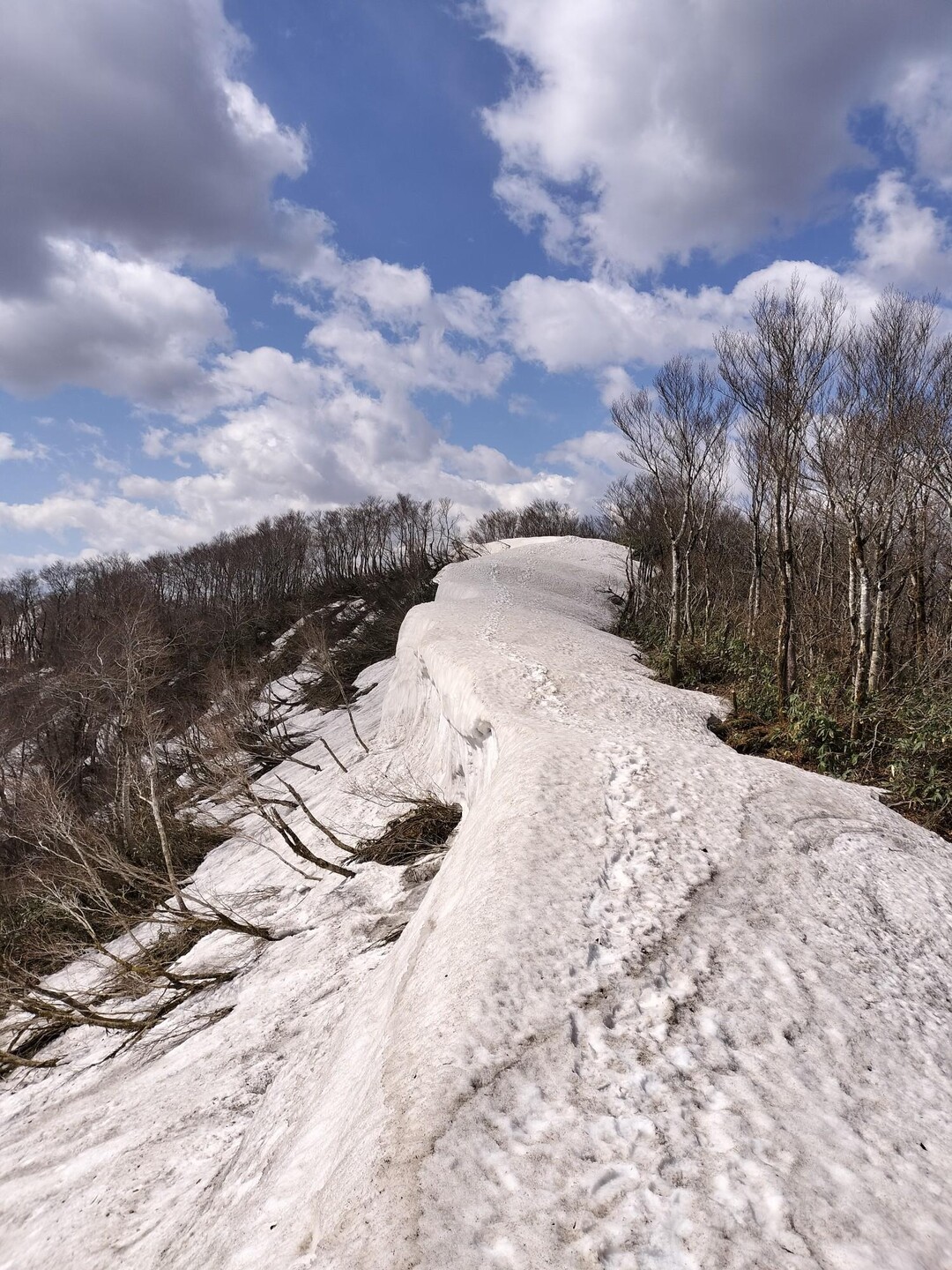 仙人山 / piroさんの羽山・羽黒山・月山の活動データ | YAMAP / ヤマップ