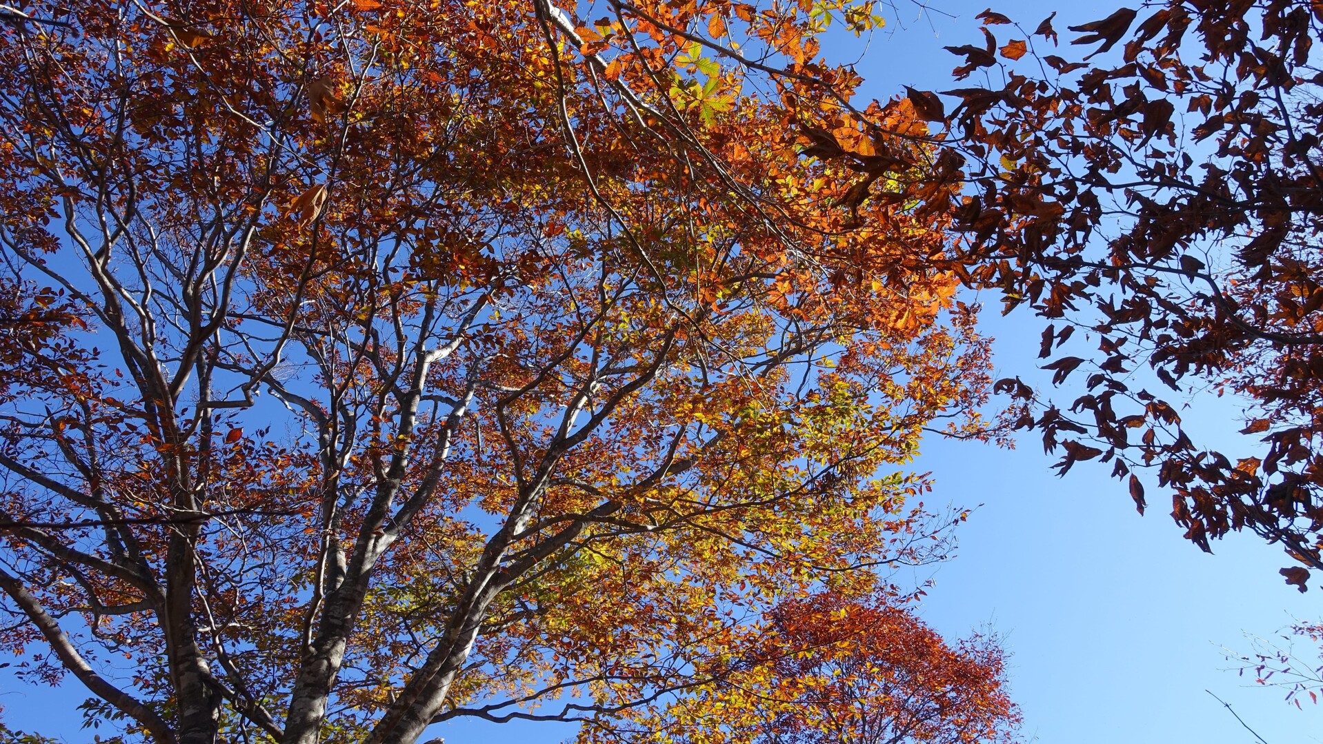 大白木山・三段の滝 / TJさんの高屋山・大白木山の活動データ | YAMAP / ヤマップ