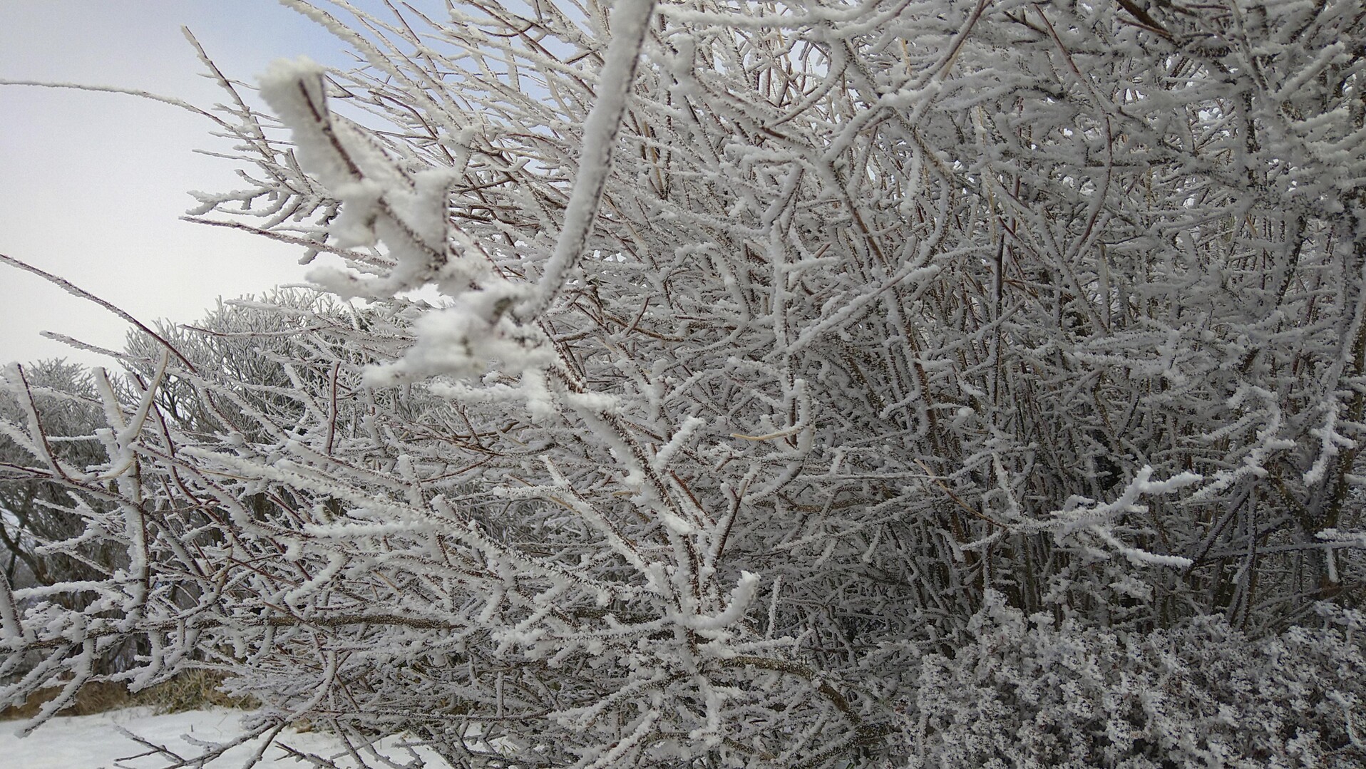 猟師岳・合頭山 / hero さんの九重山（久住山）・大船山・星生山の活動データ | YAMAP / ヤマップ