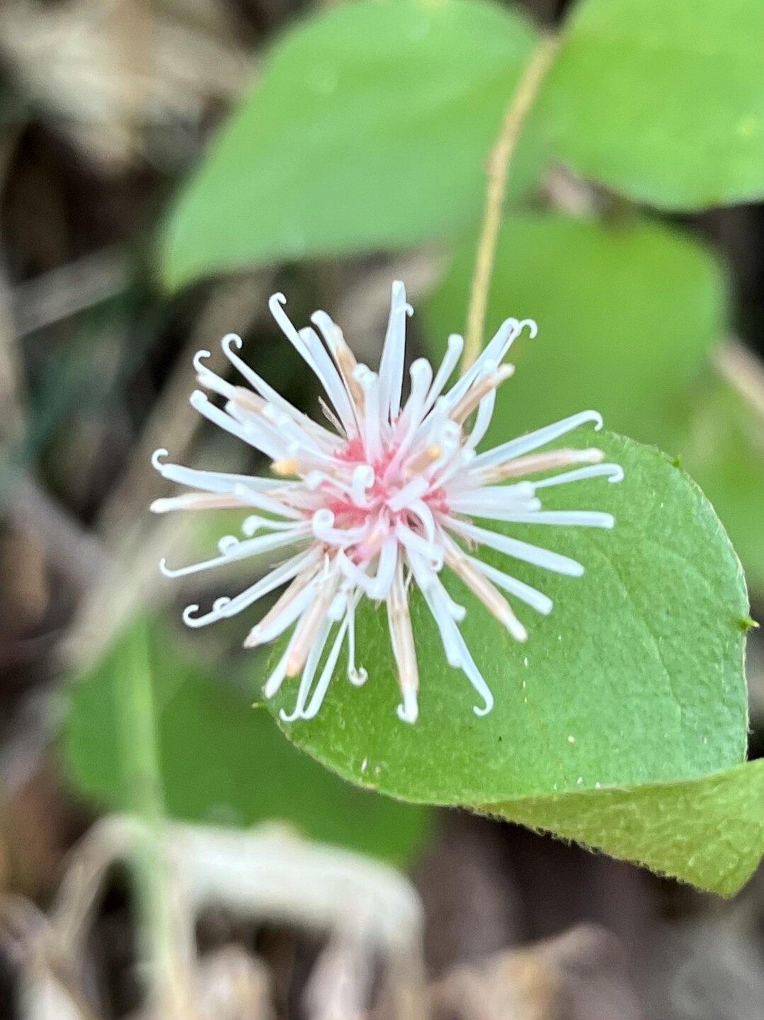 金山・雨生山 / micanさんの雨生山・金山の活動データ | YAMAP / ヤマップ