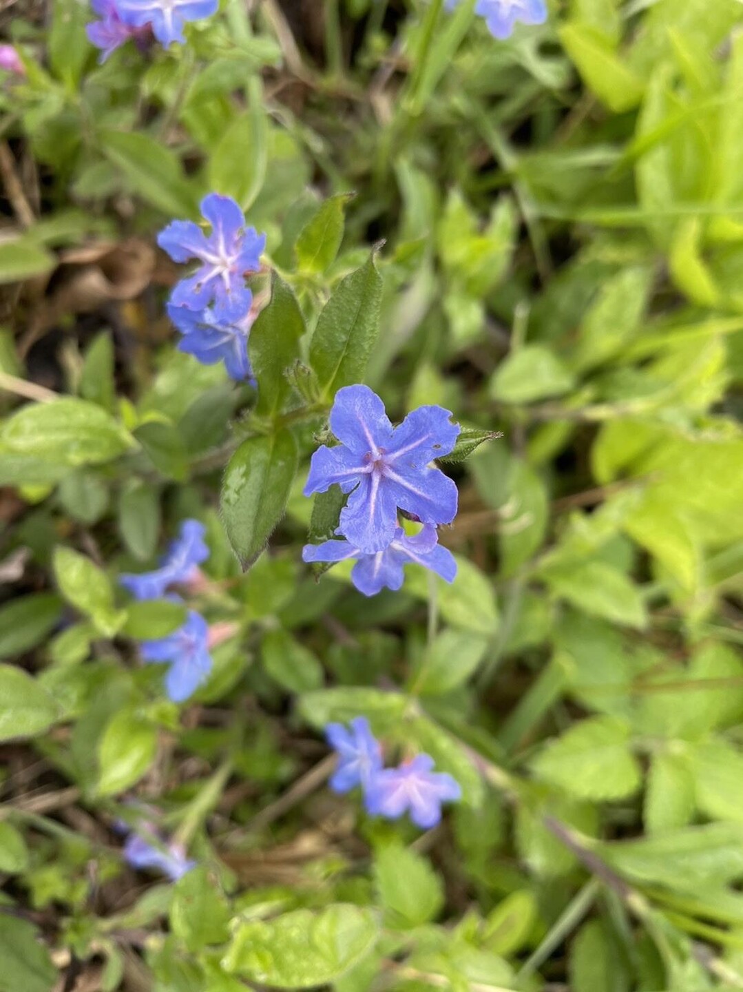平尾台トレイルランニングレース / yukaさんの平尾台トレイルランニングレースの活動データ | YAMAP / ヤマップ