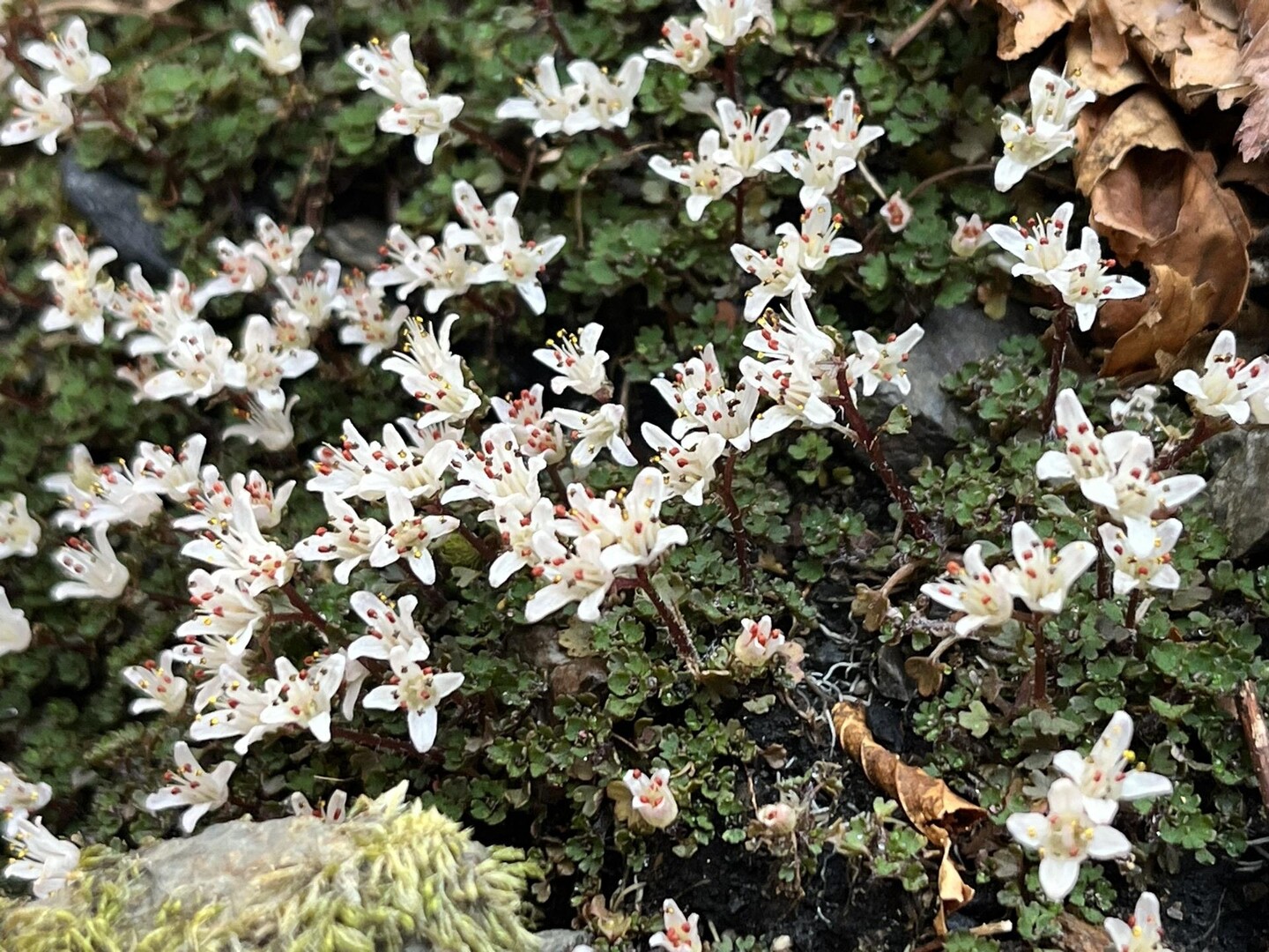 根本沢コースから根本山⛓️ミツマタまでの長い道のり😅 / yuriさんの根本山・熊鷹山・氷室山の活動データ | YAMAP / ヤマップ