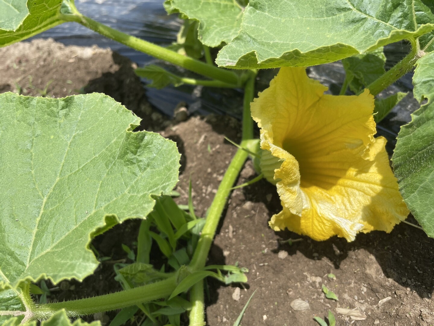 栽培管理 （畑ッP ） 水の安定確保の... / パクチーさんのモーメント | YAMAP / ヤマップ