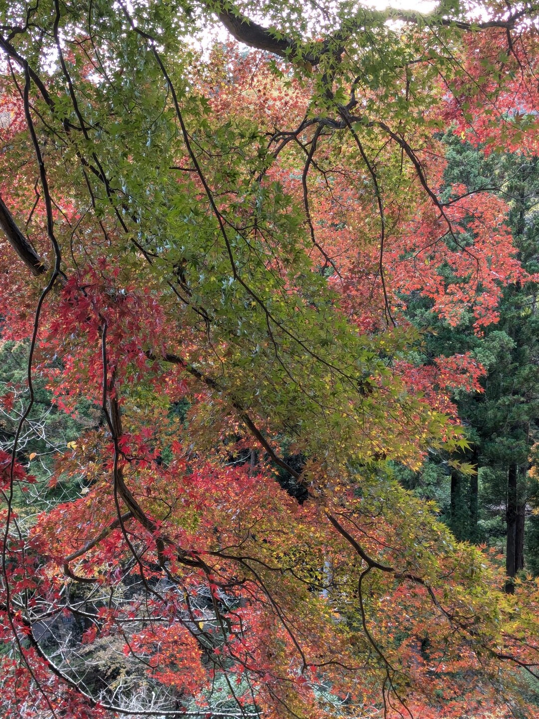 吾妻山 / a24さんの鳴神山・吾妻山の活動データ | YAMAP / ヤマップ