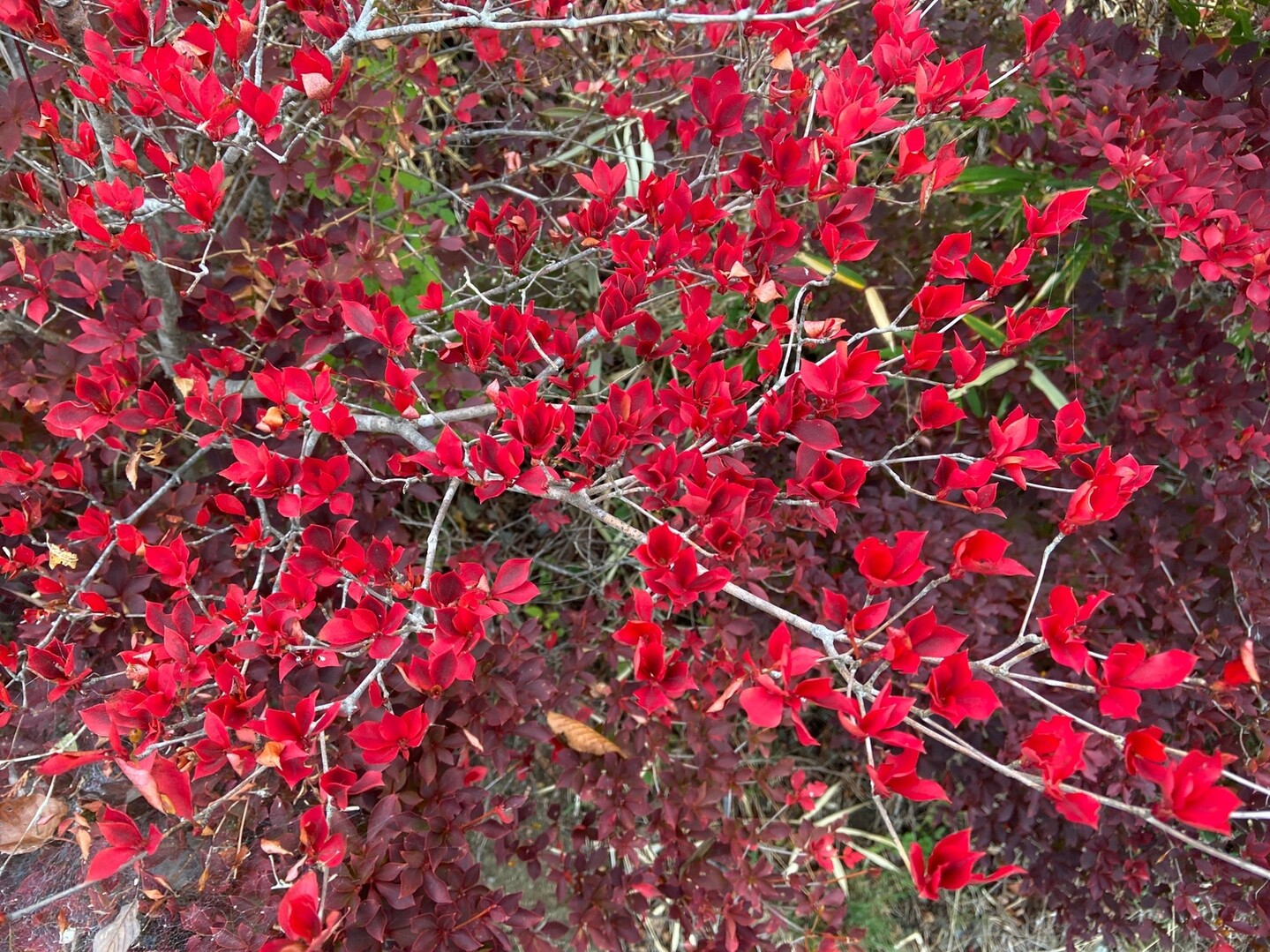 千葉山 / Keijiさんの千葉山・白岩寺山の活動日記 | YAMAP / ヤマップ