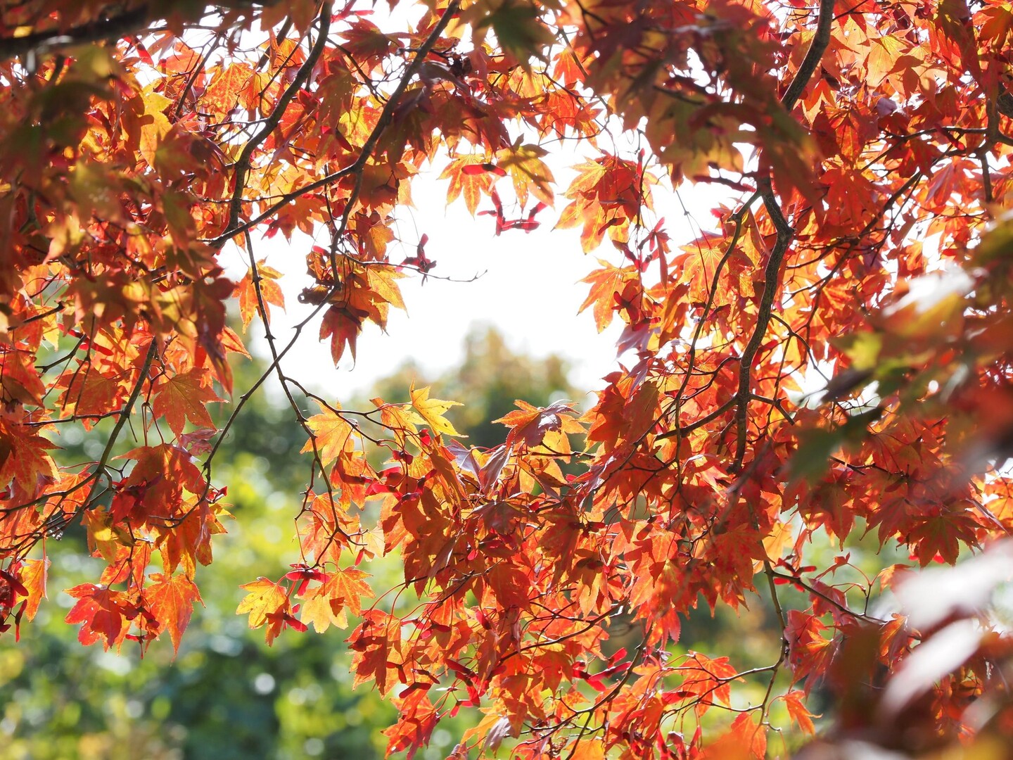艶やかな秋の尻場山 / satoomoさんの尻場山の活動データ | YAMAP / ヤマップ