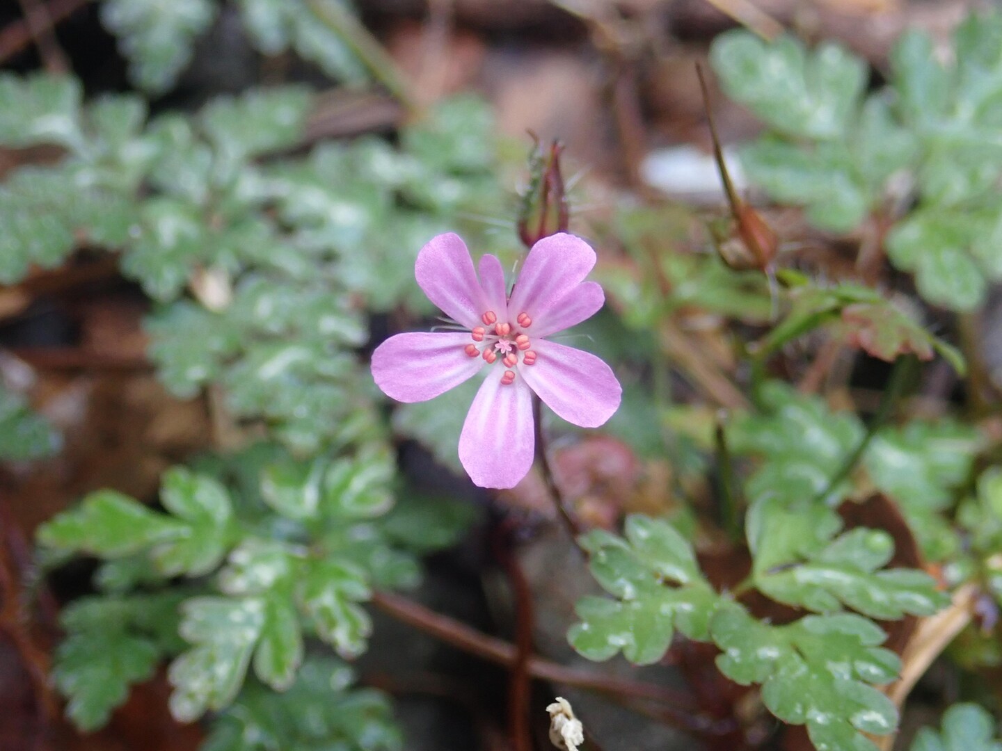 復活が遠くなった😭 山鼻山・藻岩山 / Syoさんの札幌市の活動データ | YAMAP / ヤマップ