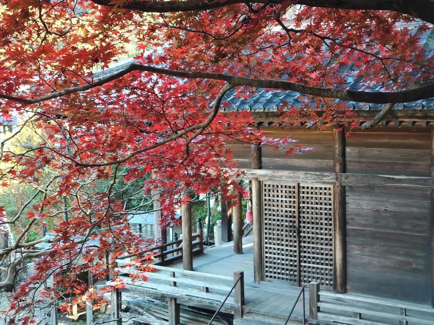 百々ヶ峰〜金華山 / Maunaさんの金華山・洞山・舟伏山の活動データ | YAMAP / ヤマップ