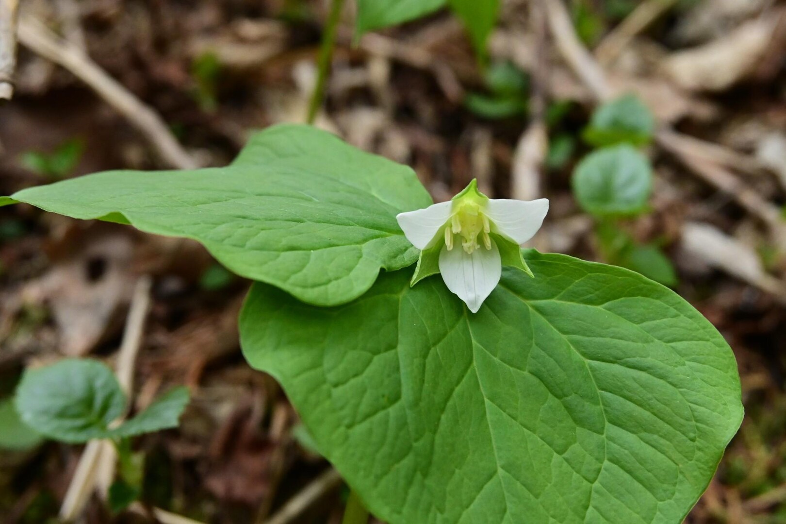 長官山・瀞台（馬追山） / Chicoryさんの馬追丘陵・長官山・瀞台（馬追山）の活動データ | YAMAP / ヤマップ