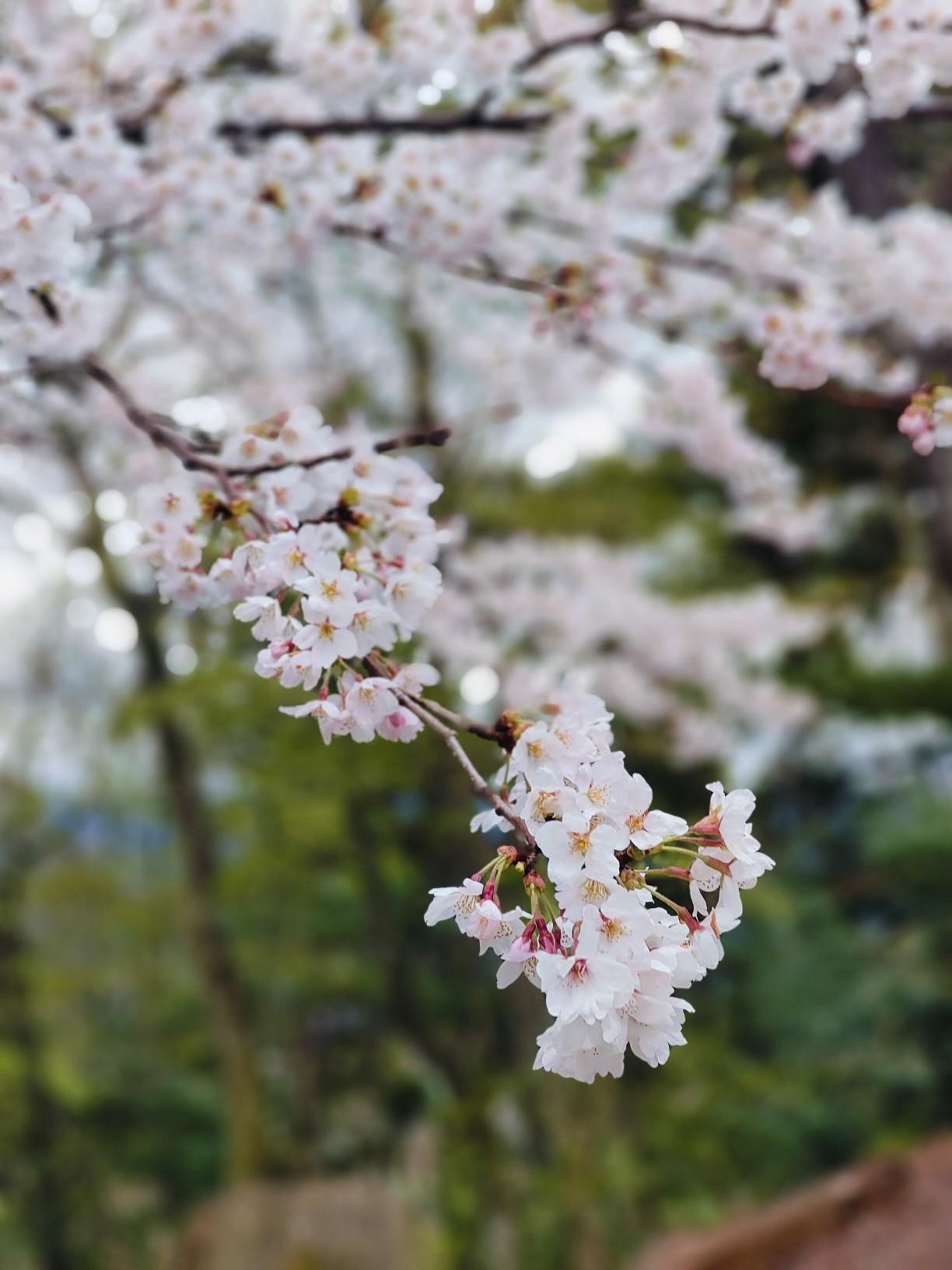 文殊山 250413 / UmK うめさんの福井市の活動日記 | YAMAP / ヤマップ