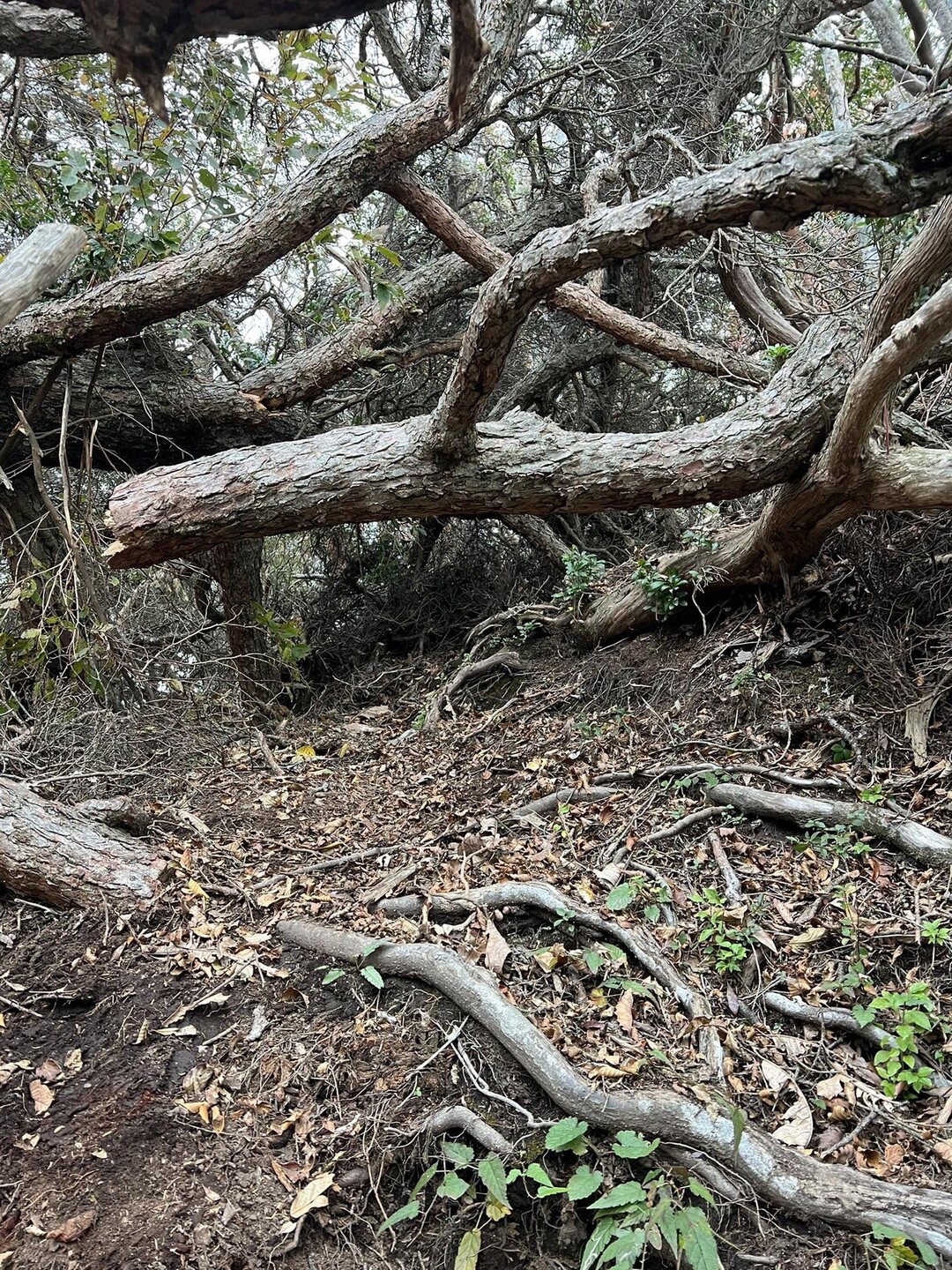 Shin Gさんの投稿したフィールドメモ | YAMAP / ヤマップ