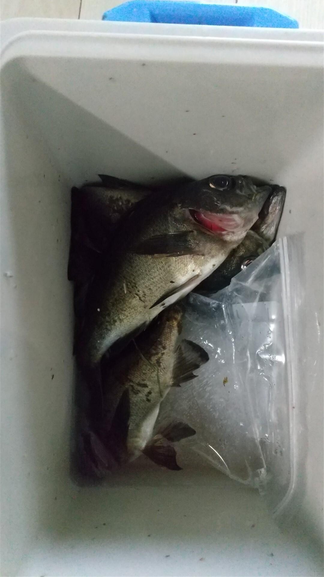 久しぶりのメバル釣り 小っちゃいメバルは... / N-CMPさんのモーメント | YAMAP / ヤマップ