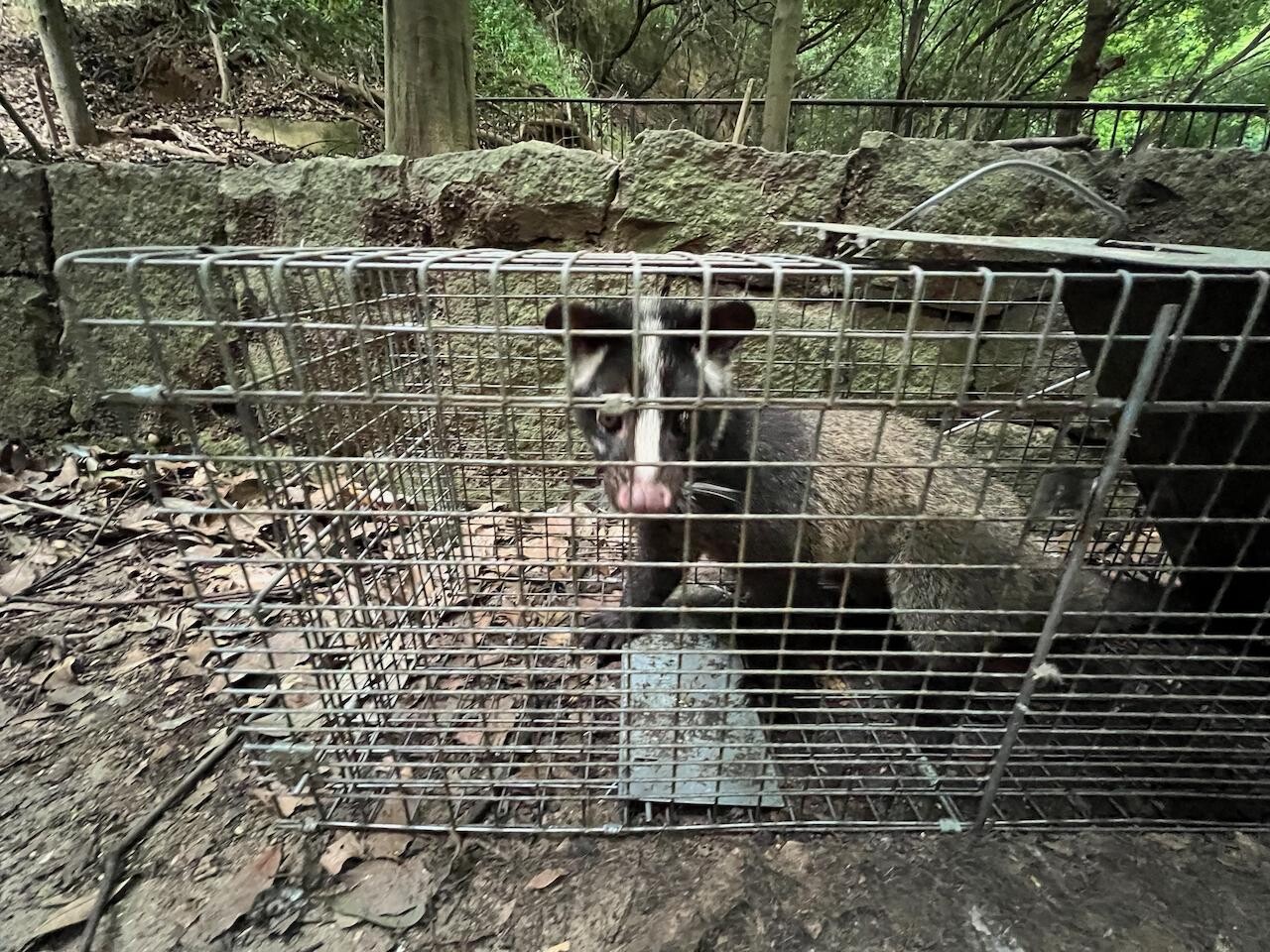 6月8日に続きハクビシンが、また入ってい... / masa omoさんのモーメント | YAMAP / ヤマップ