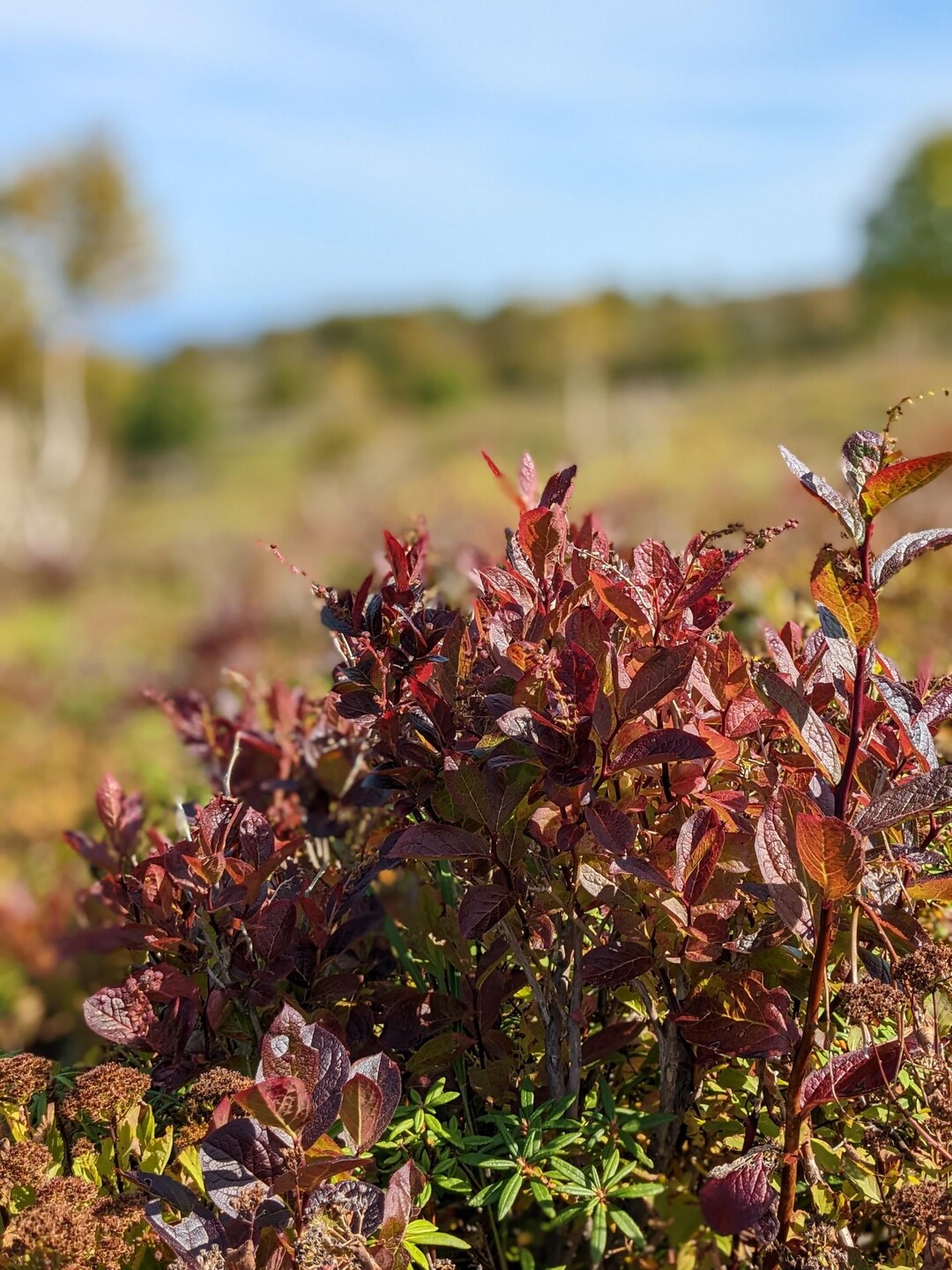 少しづつ紅葉してきてます｜樽前山・風不死岳 / sayuさんの樽前山・風不死岳の活動データ | YAMAP / ヤマップ