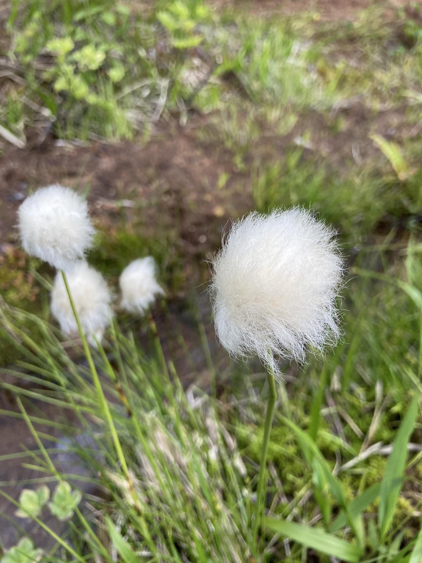 須川温泉_栗駒山（須川岳）Plan B / けいさんの栗駒山（須川岳）・秣岳・虚空蔵山の活動データ | YAMAP / ヤマップ