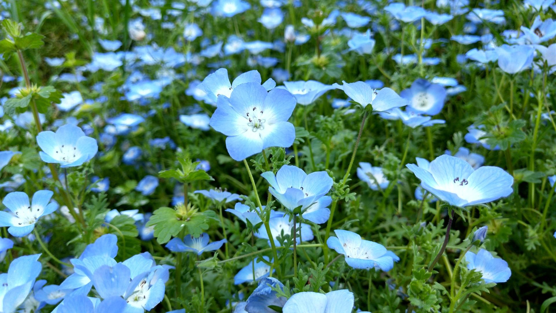 KOBE AGURI PARK ネモ... / かっつんさんのモーメント | YAMAP / ヤマップ