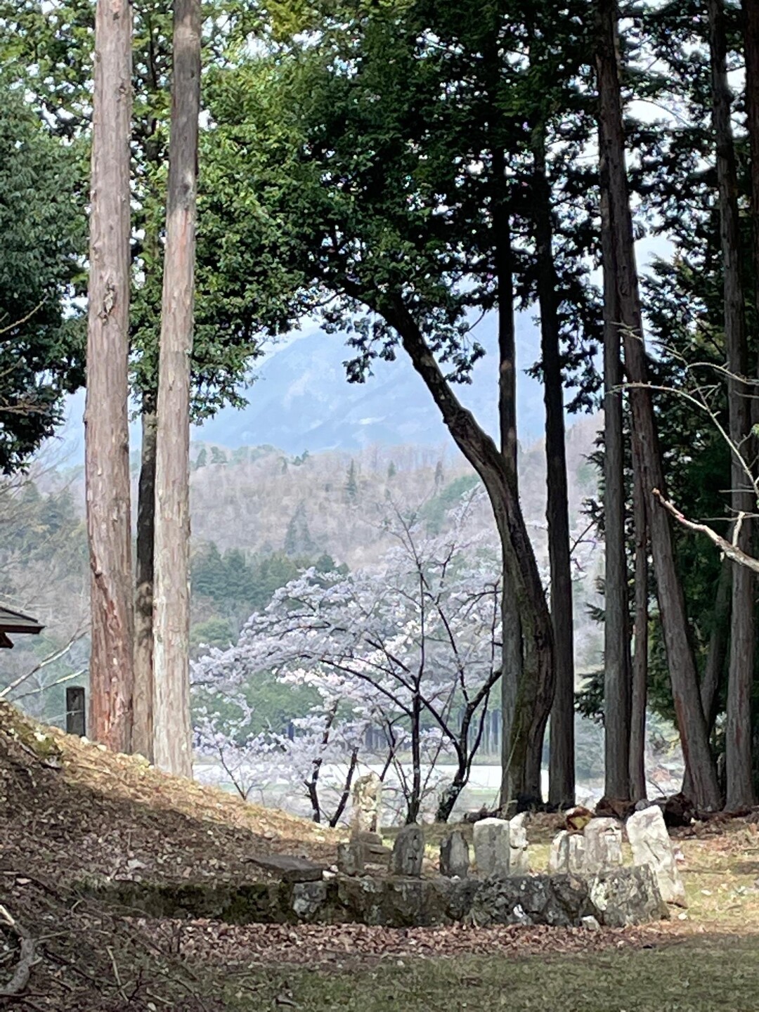 都留アルプスの桜とミツマタ / HajiManaさんの御正体山・杓子山・石割山の活動データ | YAMAP / ヤマップ