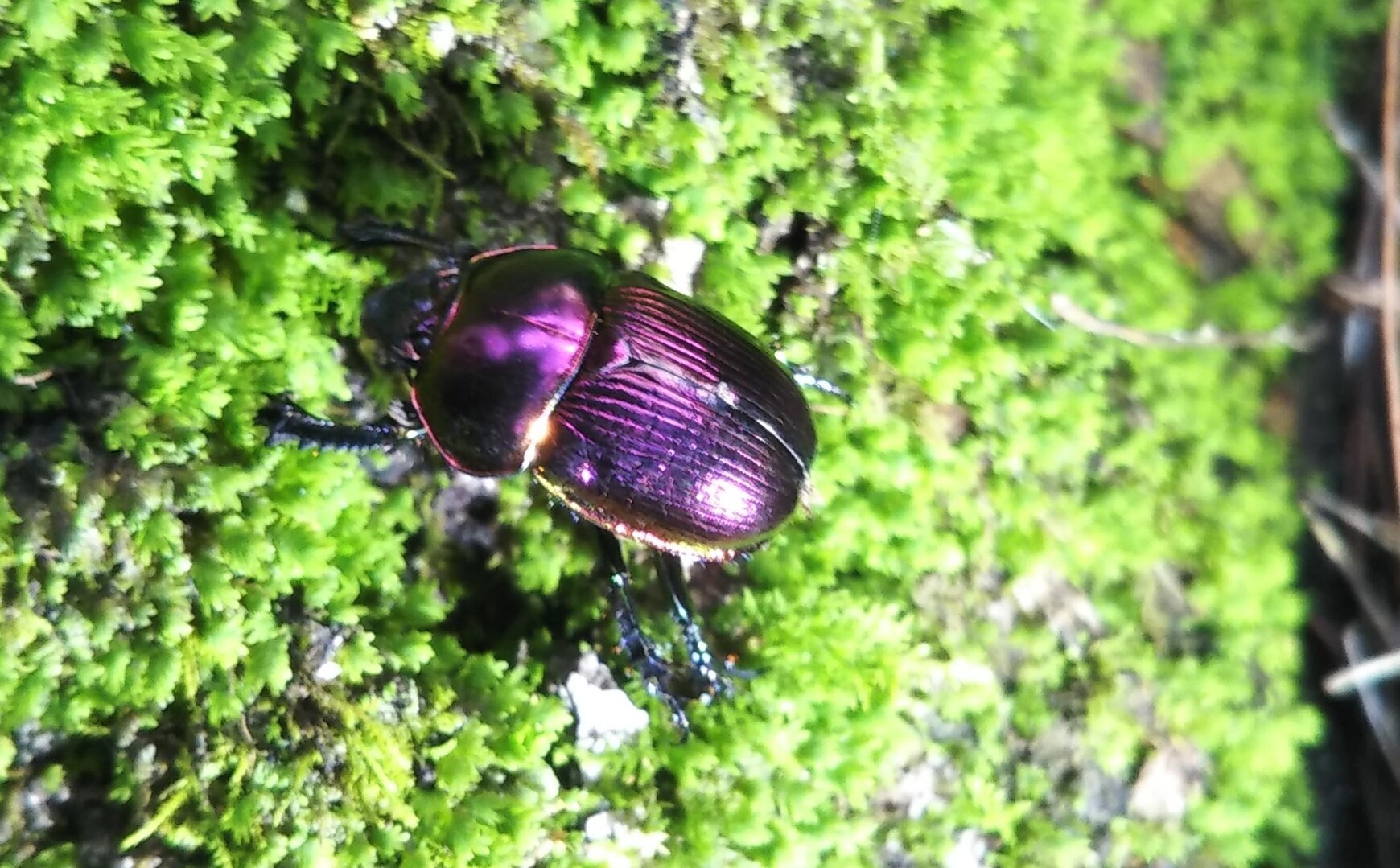 鳴神山〜From AZUMA / まさ〜さんの鳴神山・吾妻山の活動日記 | YAMAP / ヤマップ
