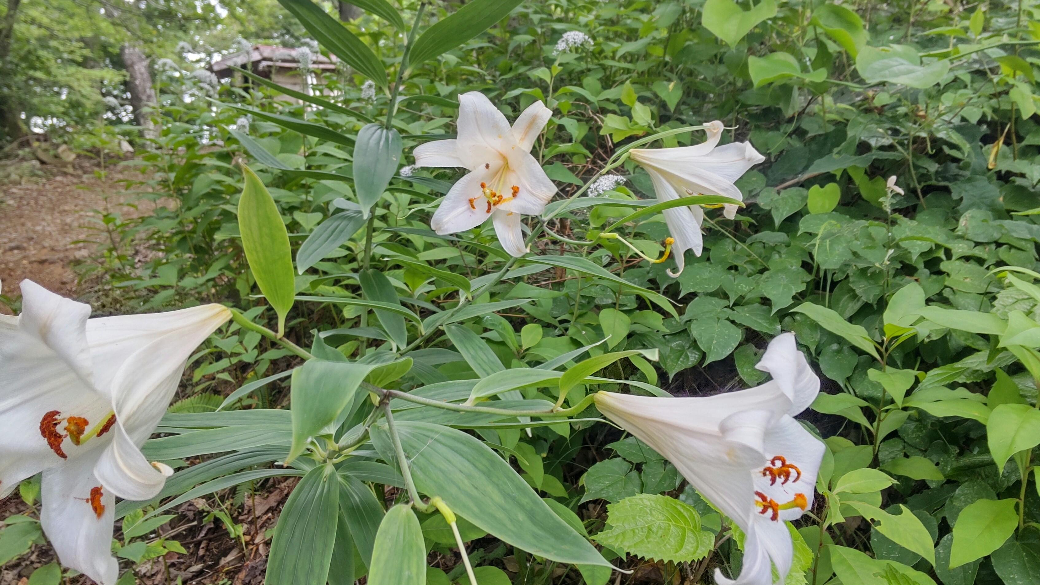 63 文殊山 https://tabib... / てんぐのこさんのモーメント | YAMAP / ヤマップ