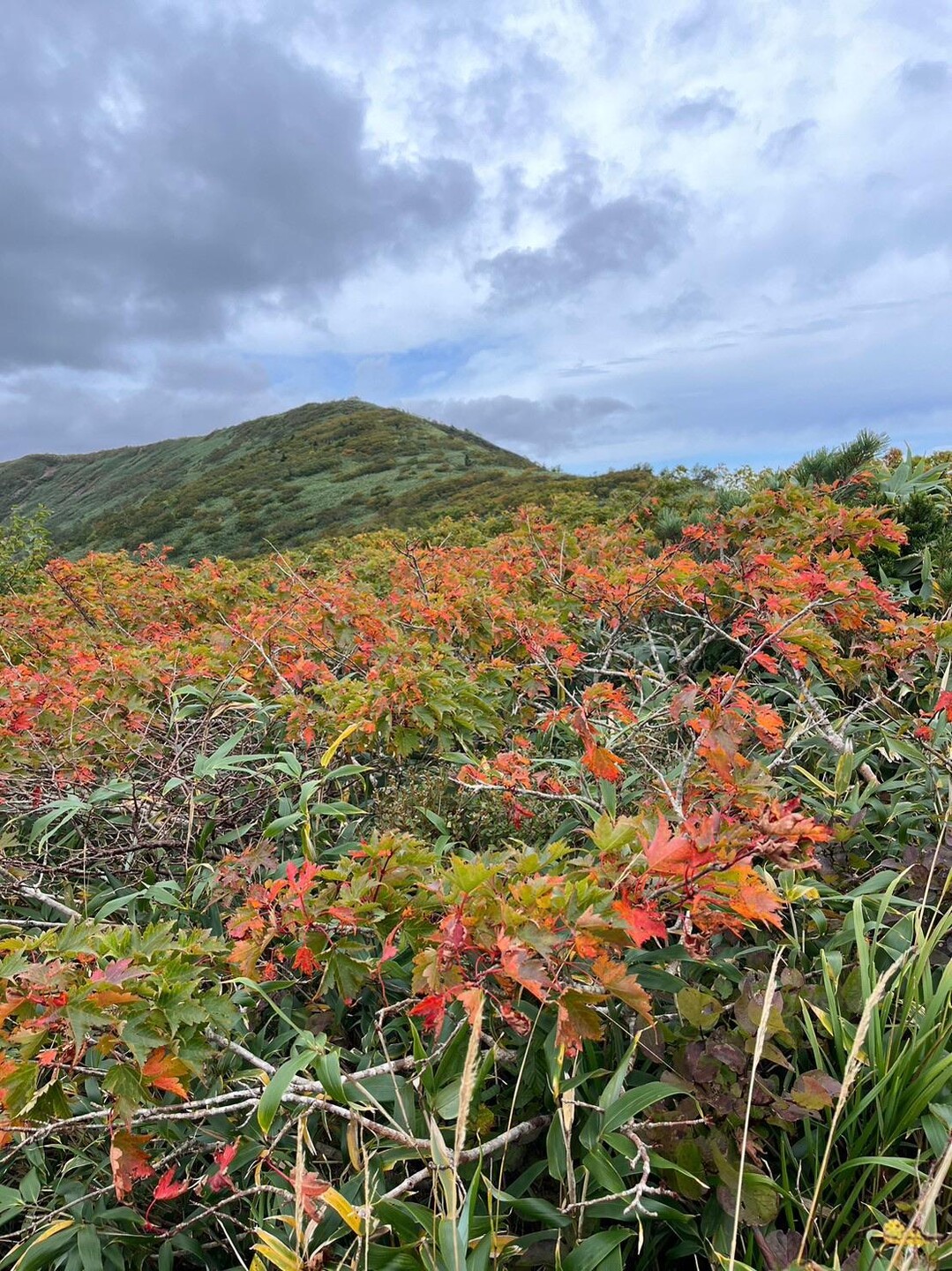 大松倉山・三ッ石山 / zumiさんの三ッ石山・大深岳・諸桧岳の活動データ | YAMAP / ヤマップ