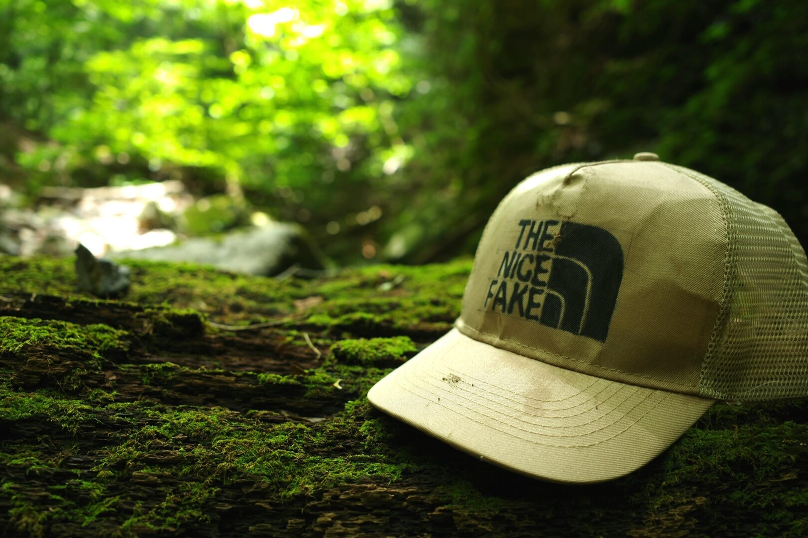 黄色いあの娘と黄色い貴女に逢いにメンノツラ谷へ🙆🎶 / wakky!!さんの祖母山の活動データ | YAMAP / ヤマップ