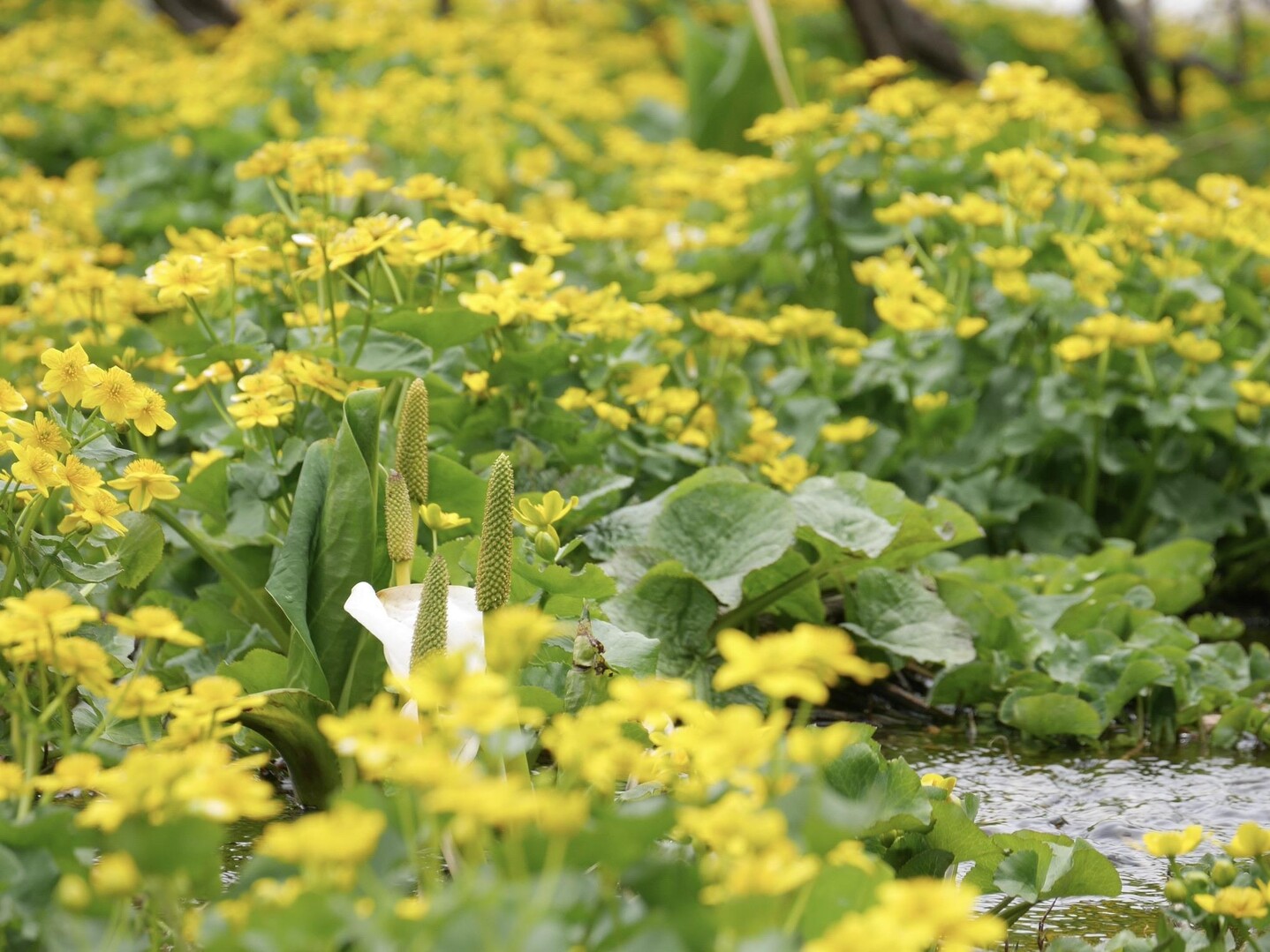 残雪ハイキング 湯殿山を背に咲くリュウキ... / shanneiさんのモーメント | YAMAP / ヤマップ