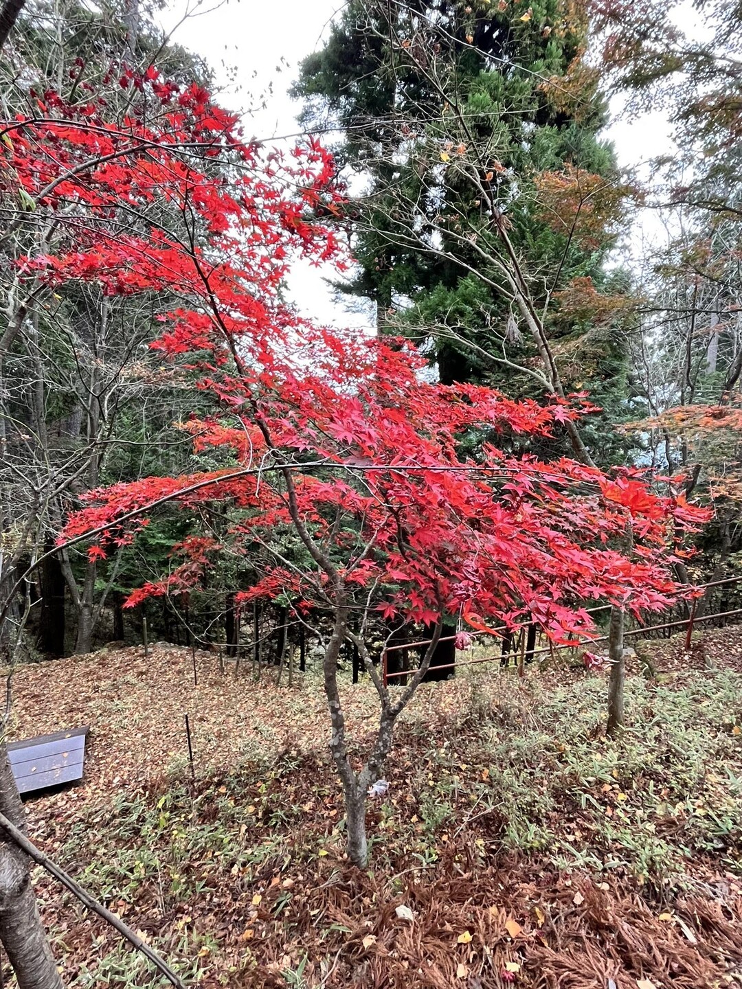 御岳山・大岳山 / Lee Vickyさんの大岳山・御岳山・御前山の活動データ | YAMAP / ヤマップ