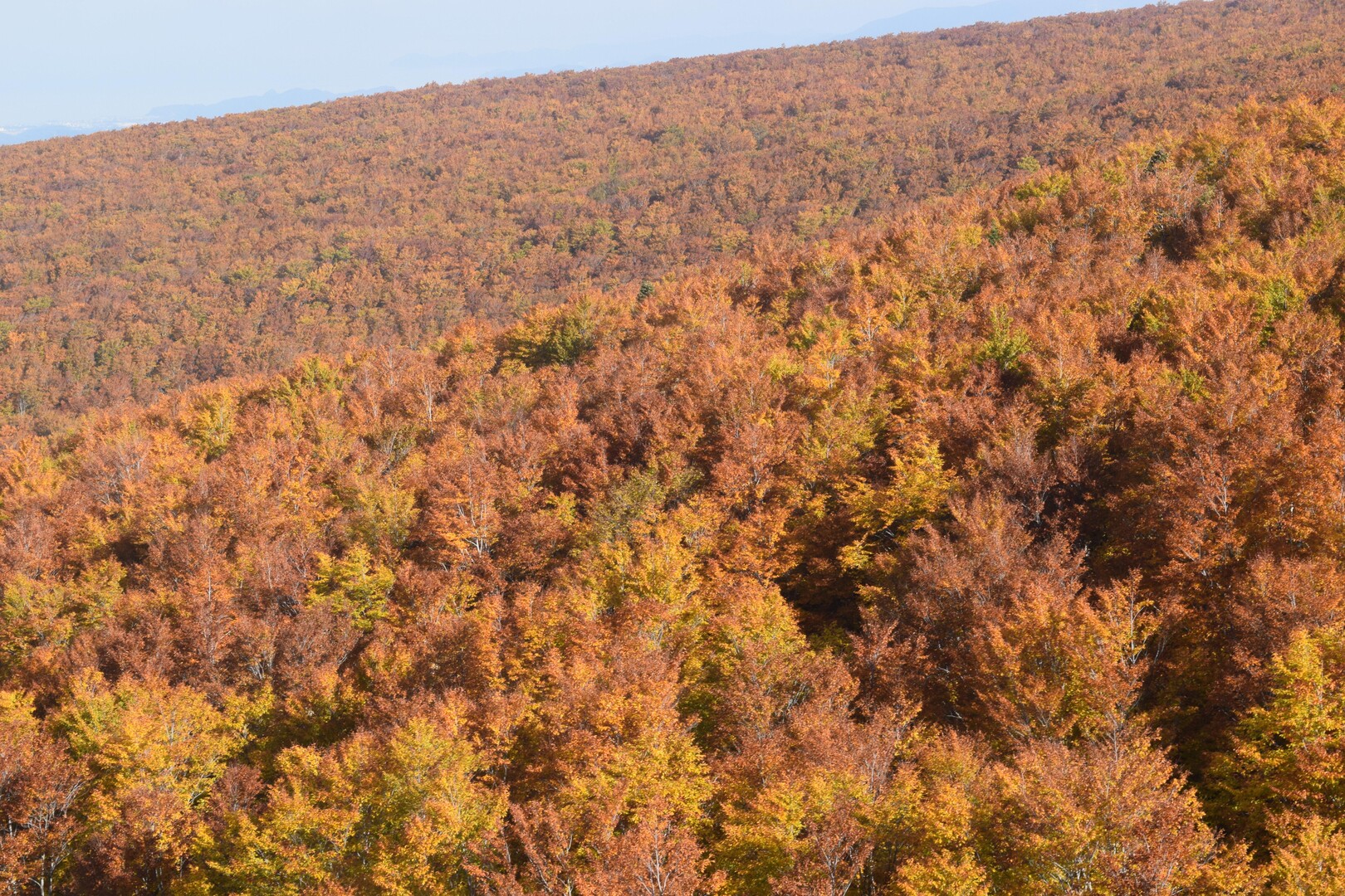 R4.10.16 八甲田ロープウェーより... / アウトバック大好きさんのモーメント | YAMAP / ヤマップ