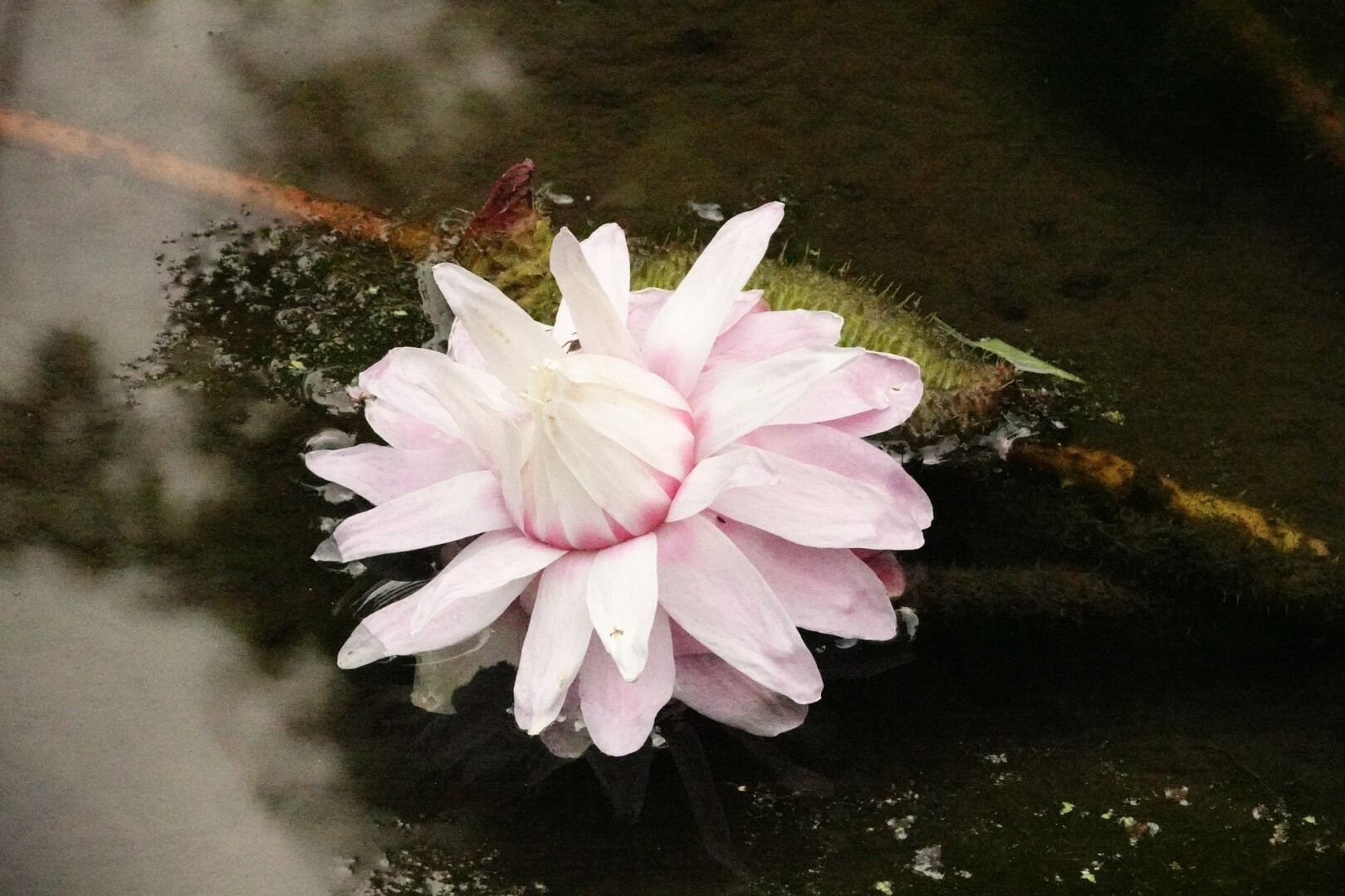 24h超え、パラグアイオニバスの開花観察-2021-08-07 / ヒメシャラモドキさんのウォーキングの活動データ | YAMAP / ヤマップ