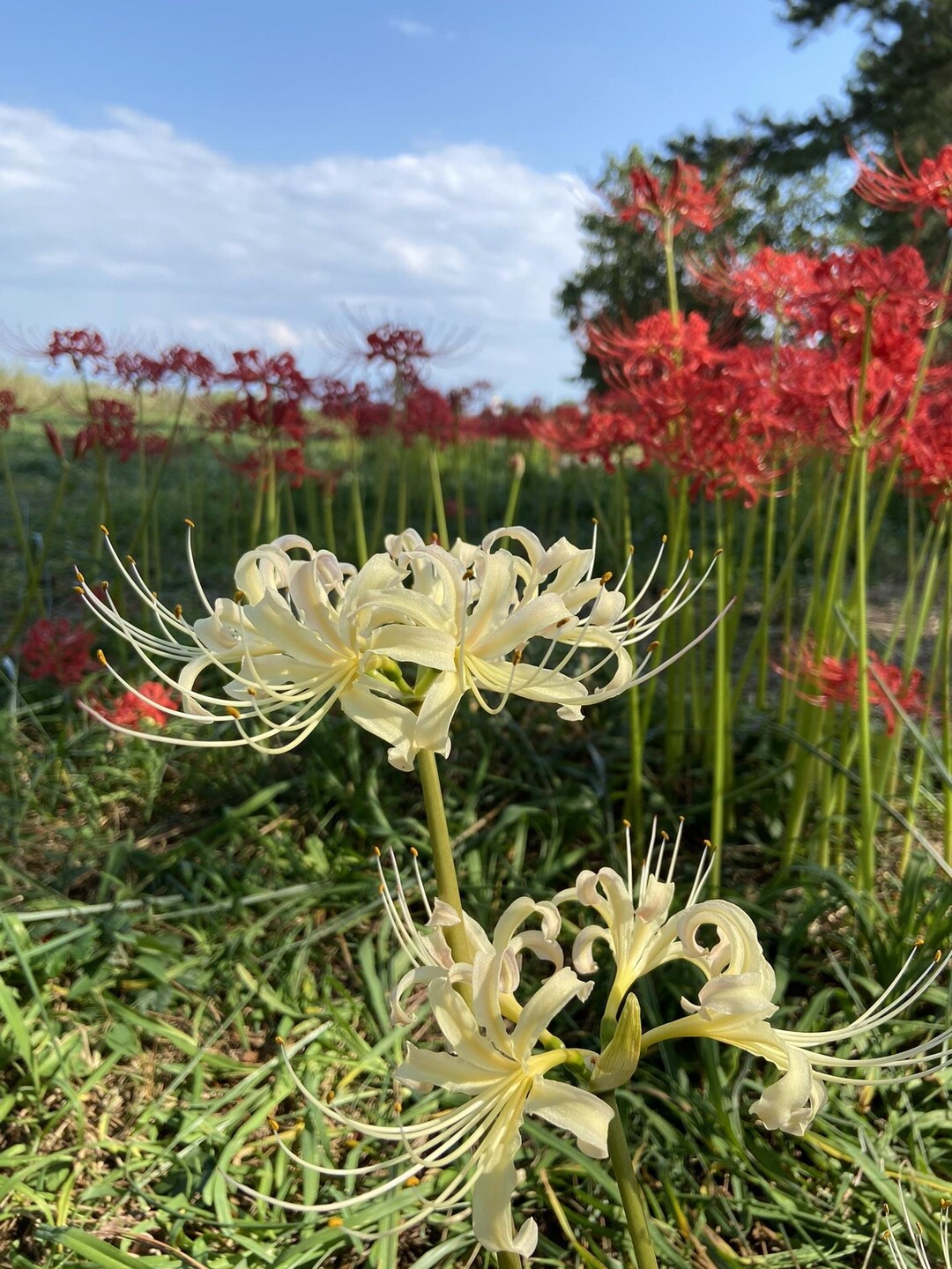 彼岸花、今、満開〜 ️ / kyoさんのモーメント | YAMAP / ヤマップ