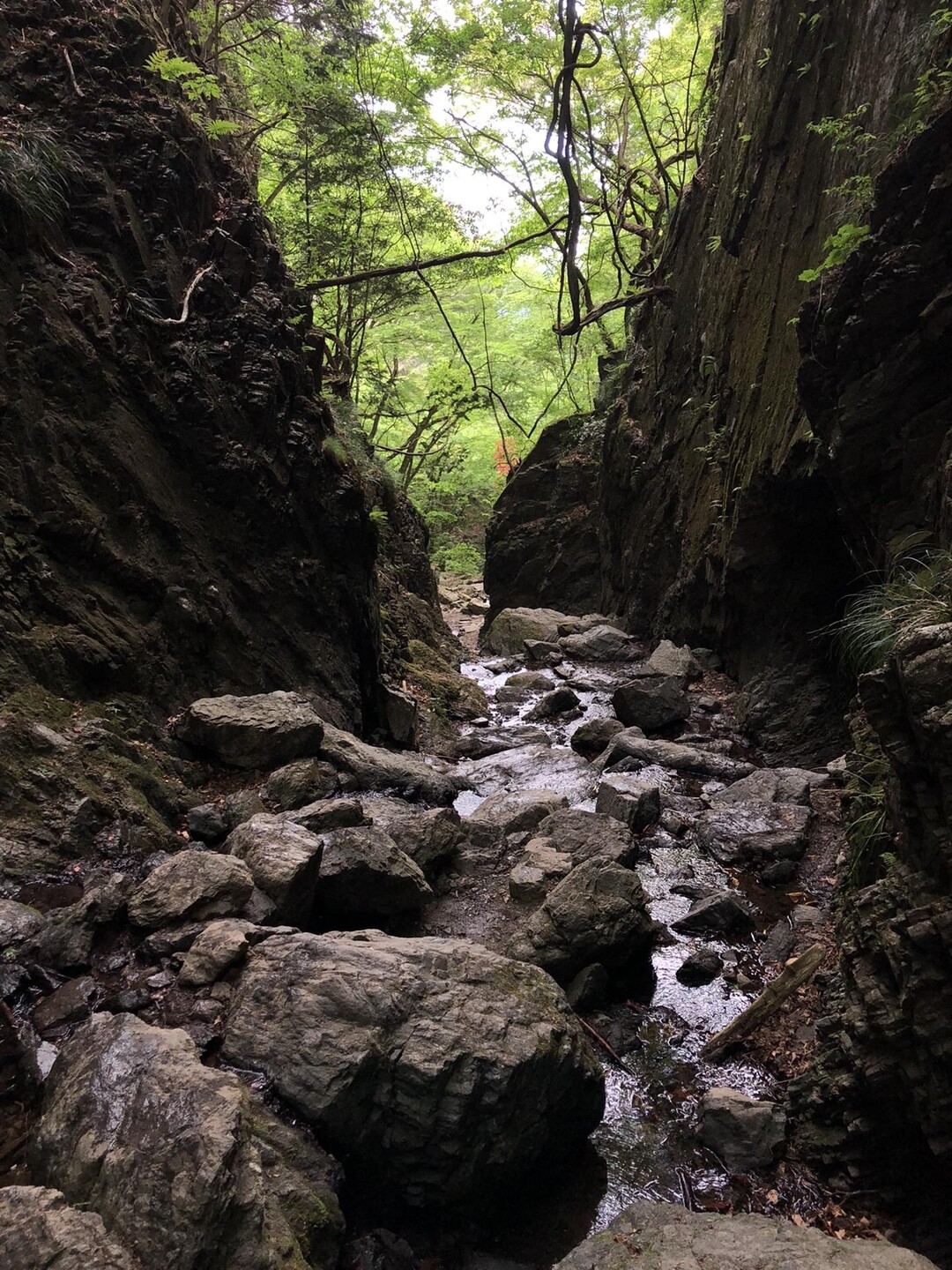 棒ノ嶺（棒ノ折山） / saboさんの棒ノ折山（棒ノ嶺）の活動データ | YAMAP / ヤマップ