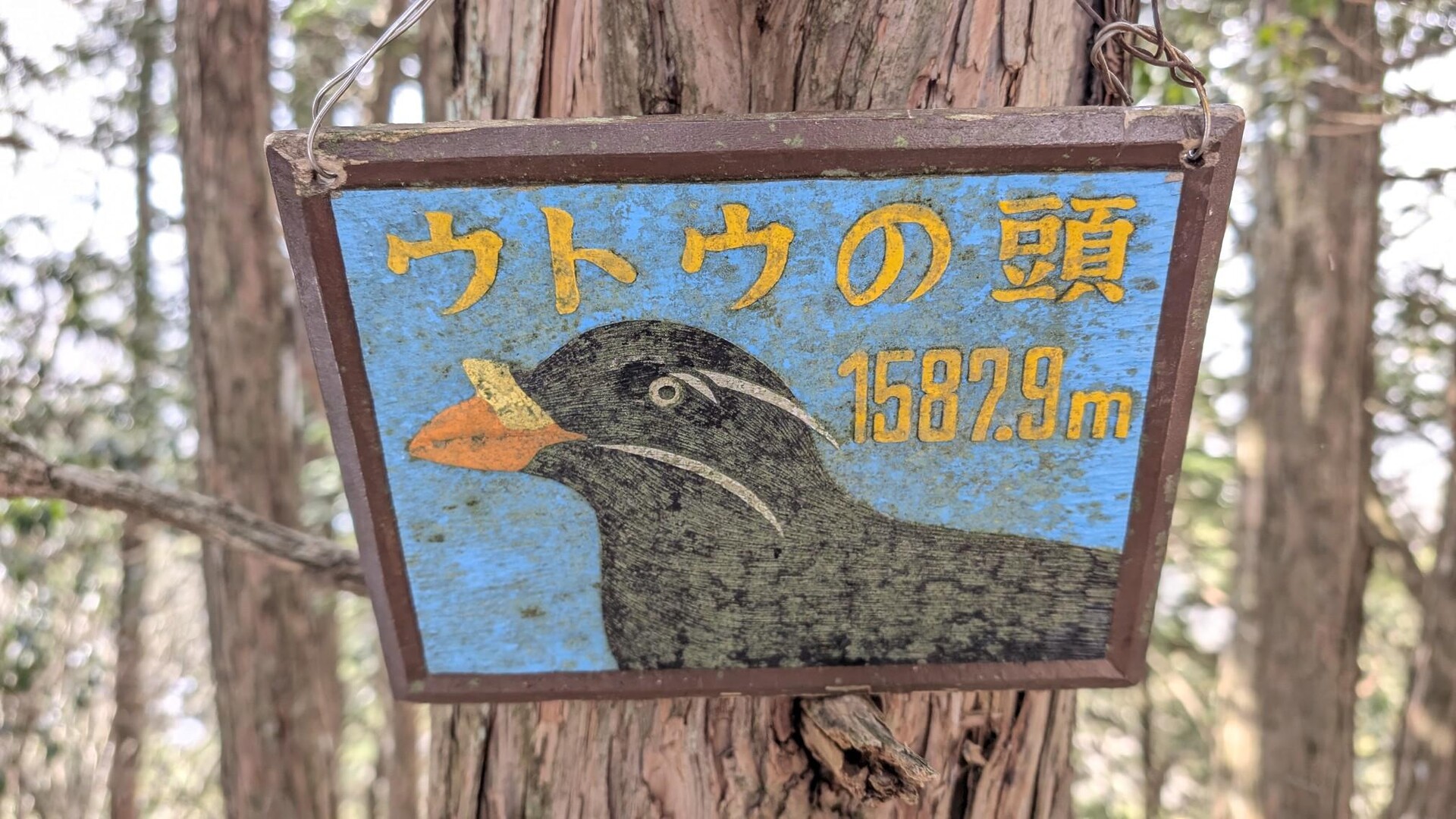 タワ尾根：一石山・ウトウの頭 (東日原BS発着) / okuninoさんの雲取山・鷹ノ巣山・七ツ石山の活動データ | YAMAP / ヤマップ