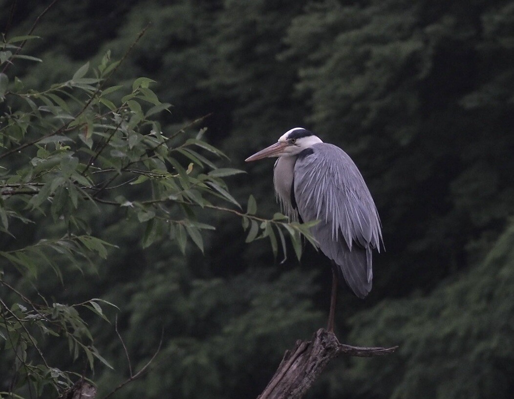 紫川散策 / K.Oさんのウォーキングの活動データ | YAMAP / ヤマップ