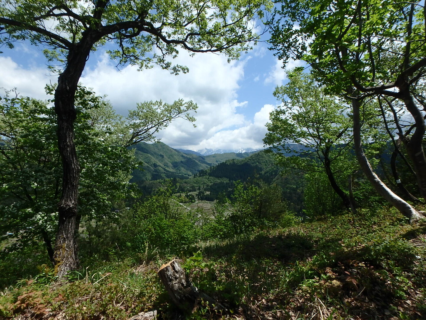 はげ山・西山-2020-05-07 / TDMさんの城ヶ平山・ハゲ山・峠山の活動データ | YAMAP / ヤマップ