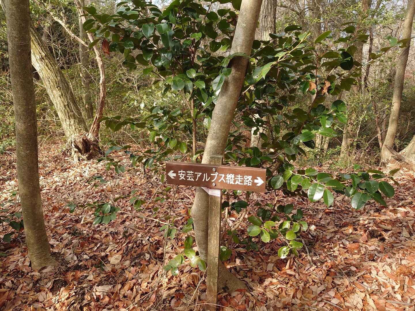 坂山・鉾取山・原山・天狗防山・洞所山・城山・金ヶ燈篭山 / masaさんの安芸アルプス・鉾取山・金ヶ燈篭山の活動データ | YAMAP / ヤマップ