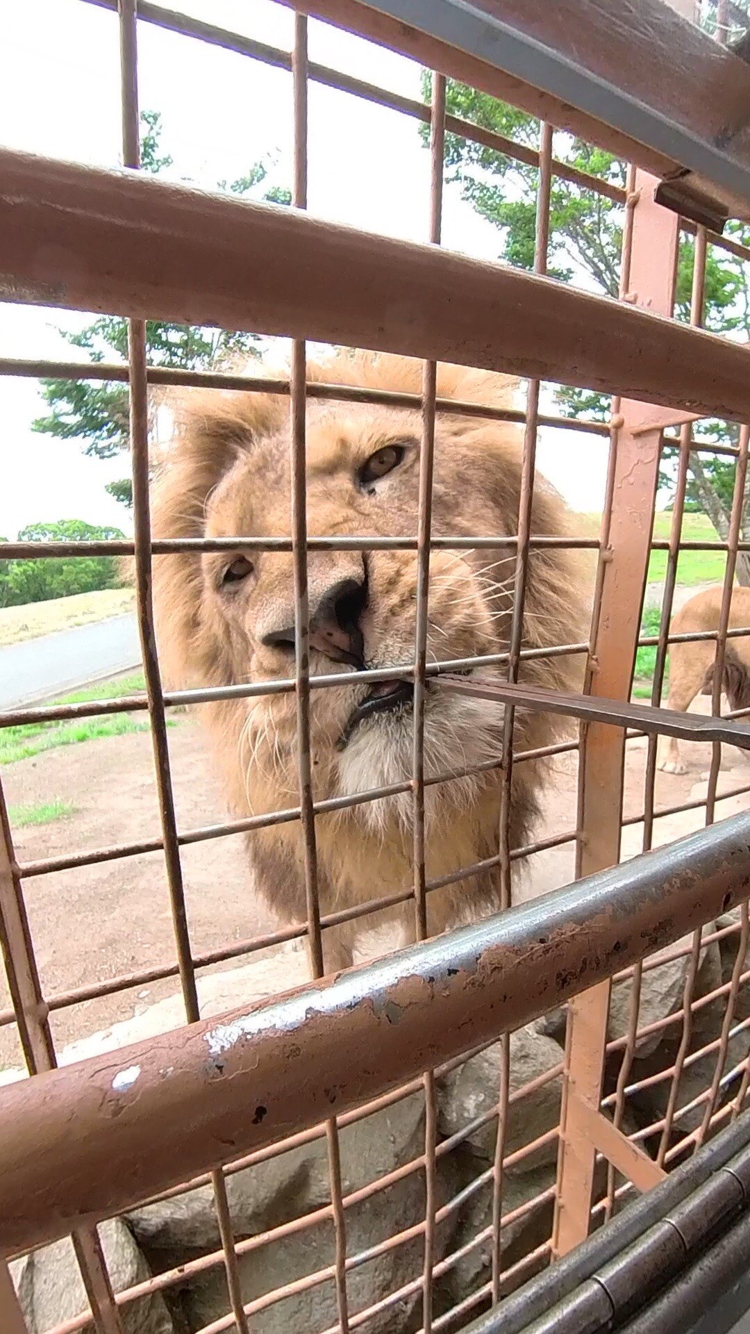 百獣の王の迫力はやっぱり凄い😭 目にな... / TTTさんのモーメント | YAMAP / ヤマップ