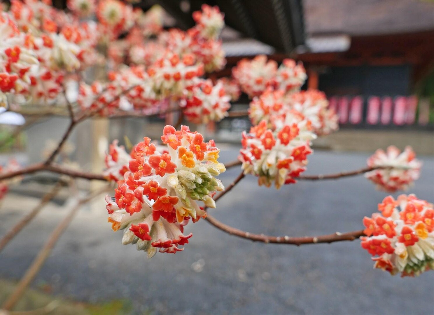 🌺春めいて@丹沢里山 / co@chさんの大山の活動データ | YAMAP / ヤマップ