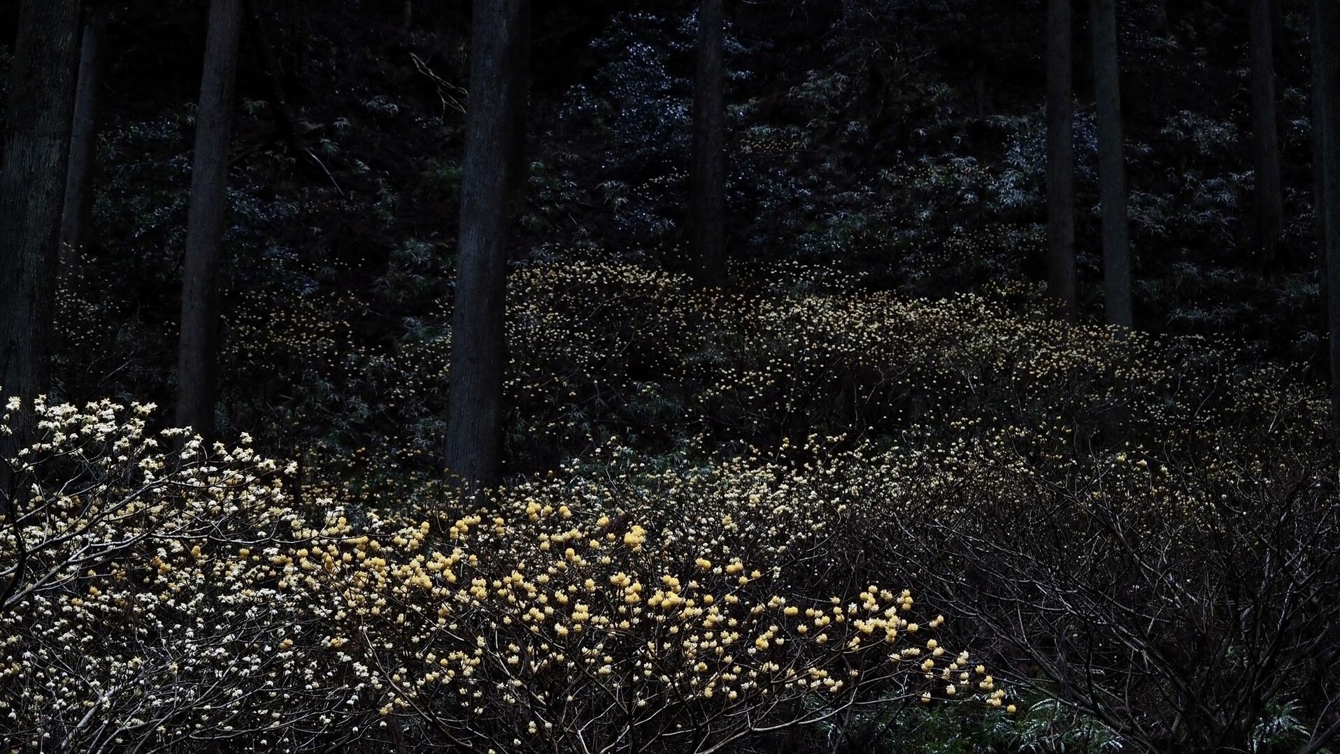 不動尻まで散歩 / sisisisi_siさんの大山の活動データ | YAMAP / ヤマップ