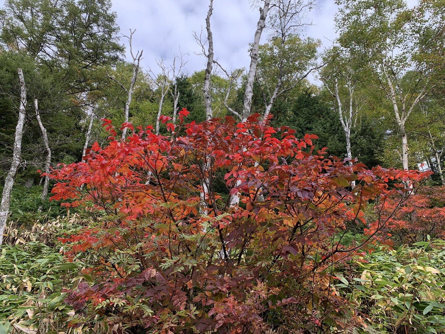 横手山・志賀山・赤石山-2023-10-08 / kaneさんの横手山・志賀山・赤石山の活動データ | YAMAP / ヤマップ