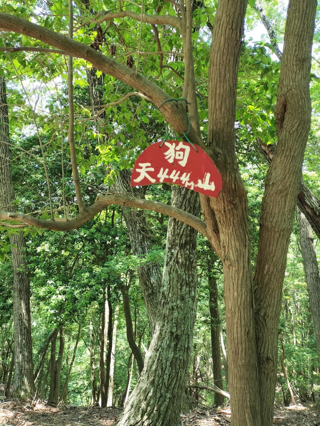 天狗山・秋葉山・妙見山 / RINAさんの能勢妙見山・歌垣山・天台山の活動データ | YAMAP / ヤマップ
