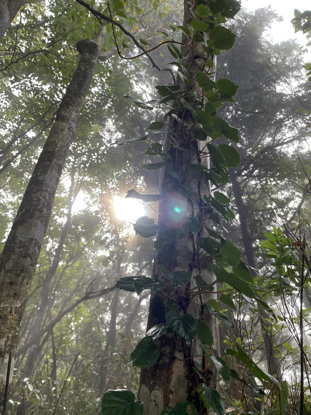 酒呑童子山 / kazukoさんの酒呑童子山・小鈴山・ハナグロ山の活動データ | YAMAP / ヤマップ