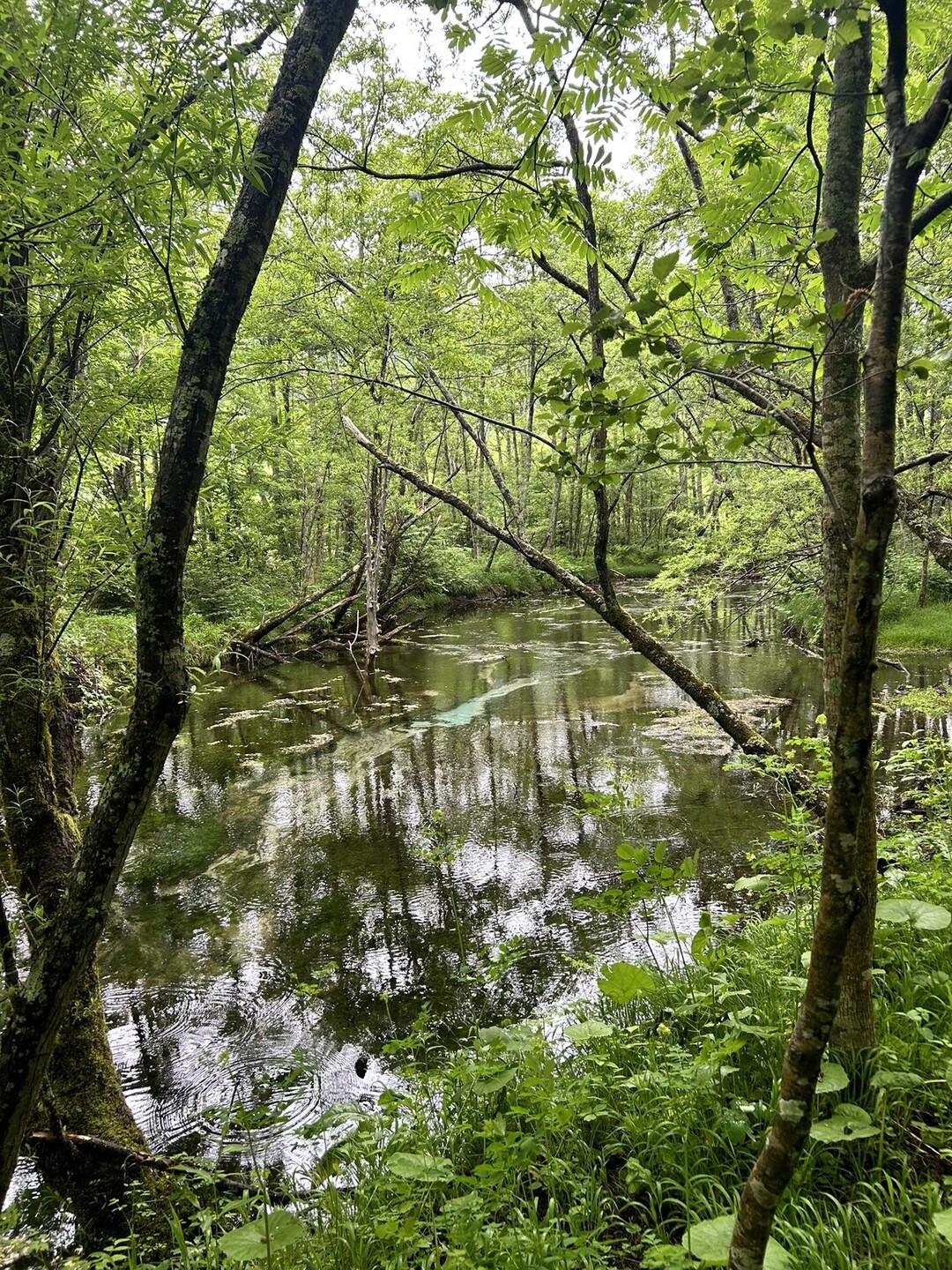 上高地（散策） / NAOKIさんの槍ヶ岳・穂高岳・上高地の活動データ | YAMAP / ヤマップ