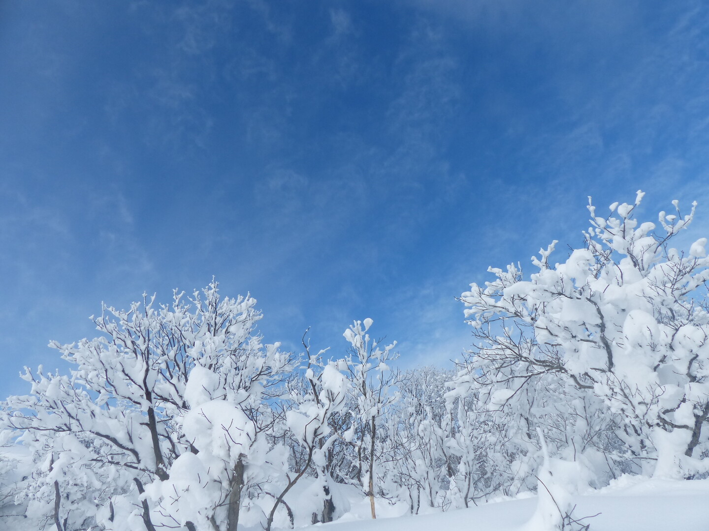 もふもふ祭りなナギさんで、オマケが本命より豪華だった件(*‘ω‘ *) 那岐山 / m2.moonさんの那岐山・滝山・広戸仙の活動データ | YAMAP / ヤマップ
