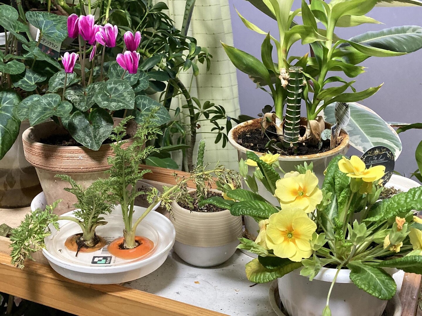 部屋の緑🟢に貢献してもらいます。 ザ ... / hideさんのモーメント | YAMAP / ヤマップ