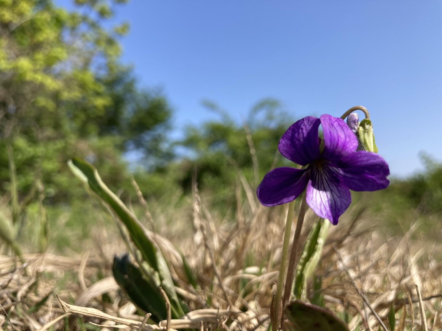 泥濘を越えて(弥彦・多宝山-石瀬峠-弥彦神社) / Tomo-itoさんの弥彦山・多宝山・雨乞山の活動データ | YAMAP / ヤマップ