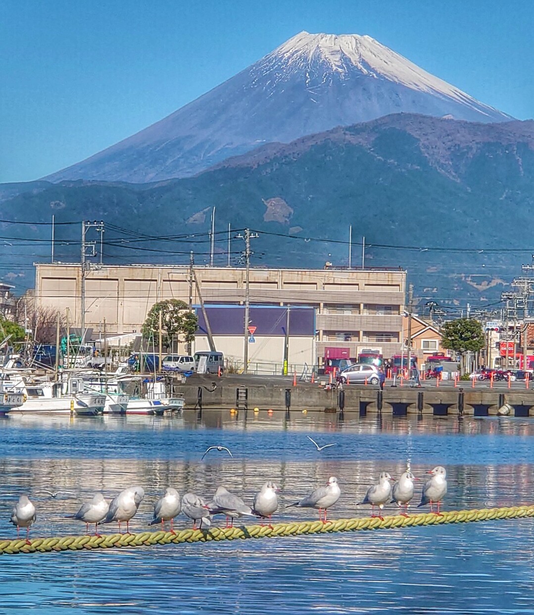 今日の旅先🌊からの富士山 海鳥・深海魚... / sai。さんのモーメント | YAMAP / ヤマップ