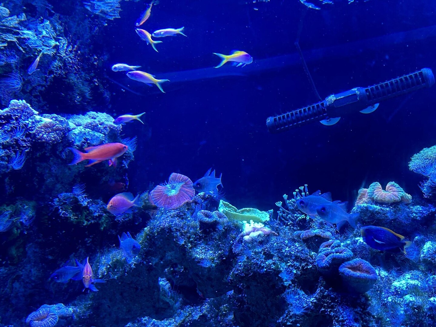 何年振りかの水族館🐬 いつまでも見てい... / ayanonさんのモーメント | YAMAP / ヤマップ