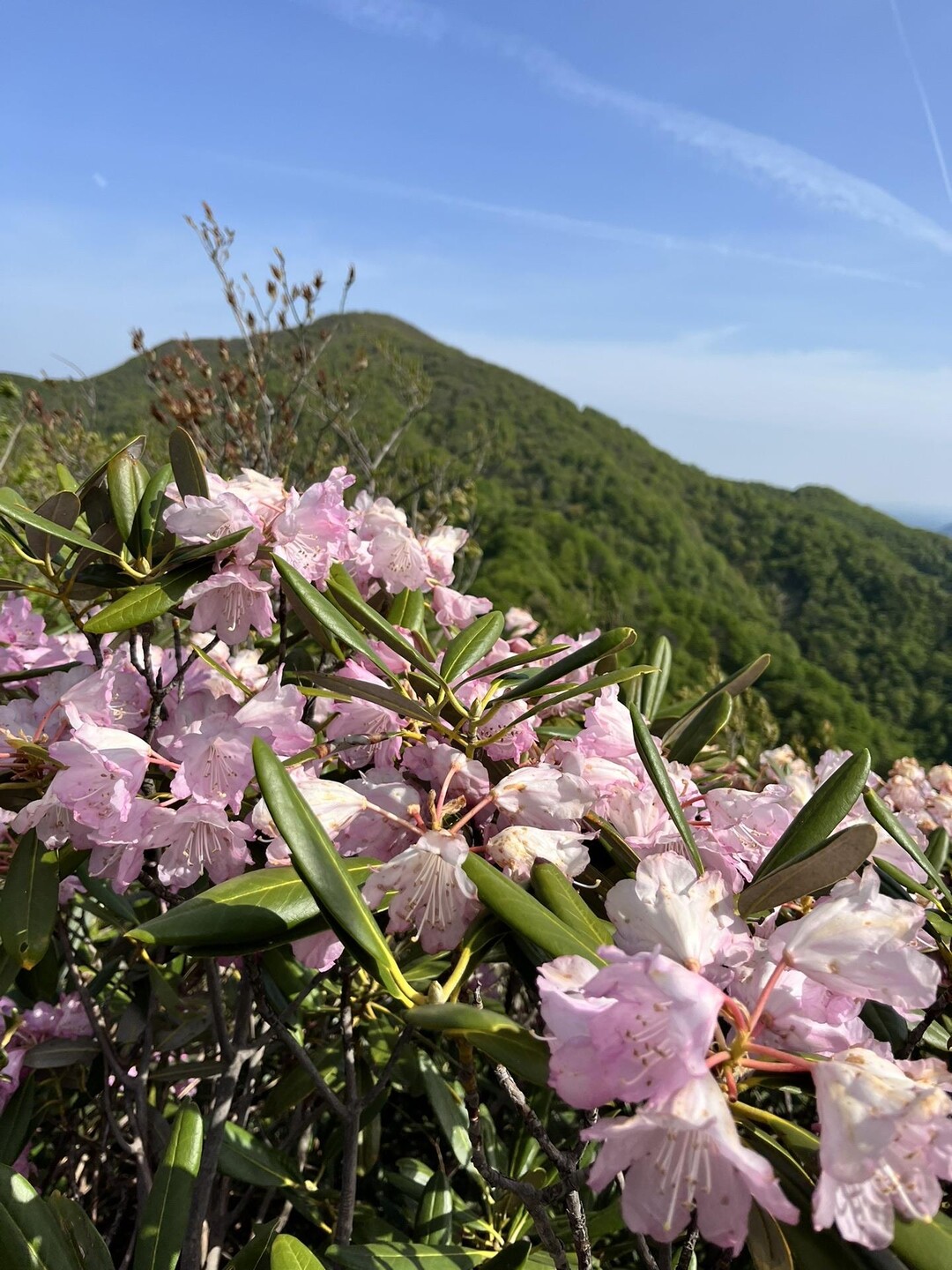 8の字描きに富士写ヶ岳なぞ / mierinさんの富士写ヶ岳・小倉谷山・火燈山の活動データ | YAMAP / ヤマップ