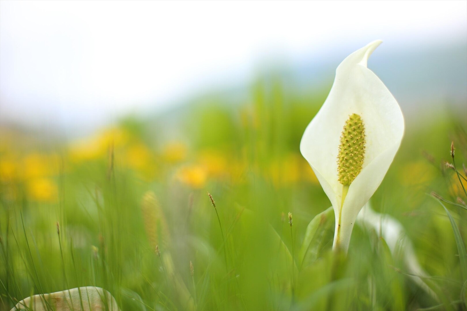 尾瀬・燧ヶ岳 / koduckunさんの尾瀬・燧ヶ岳の活動データ | YAMAP / ヤマップ