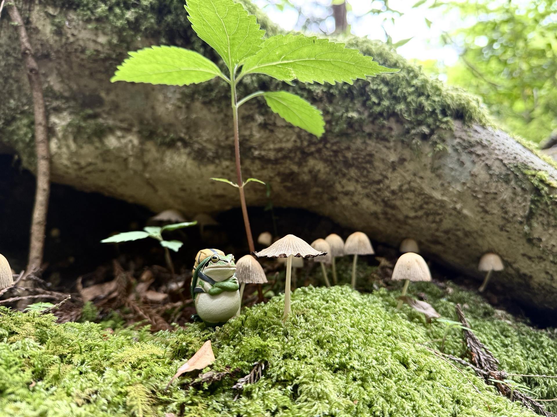金時山 〜公時神社ピストン〜 / HaLさんの金時山・明神ヶ岳の活動データ | YAMAP / ヤマップ